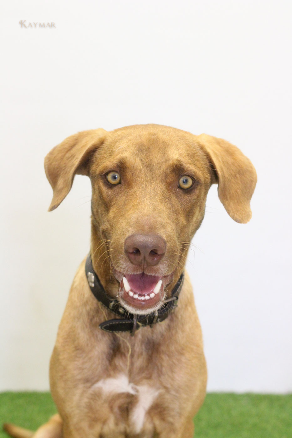 Max - Large Male Kelpie x Labrador Retriever Mix Dog in QLD - PetRescue