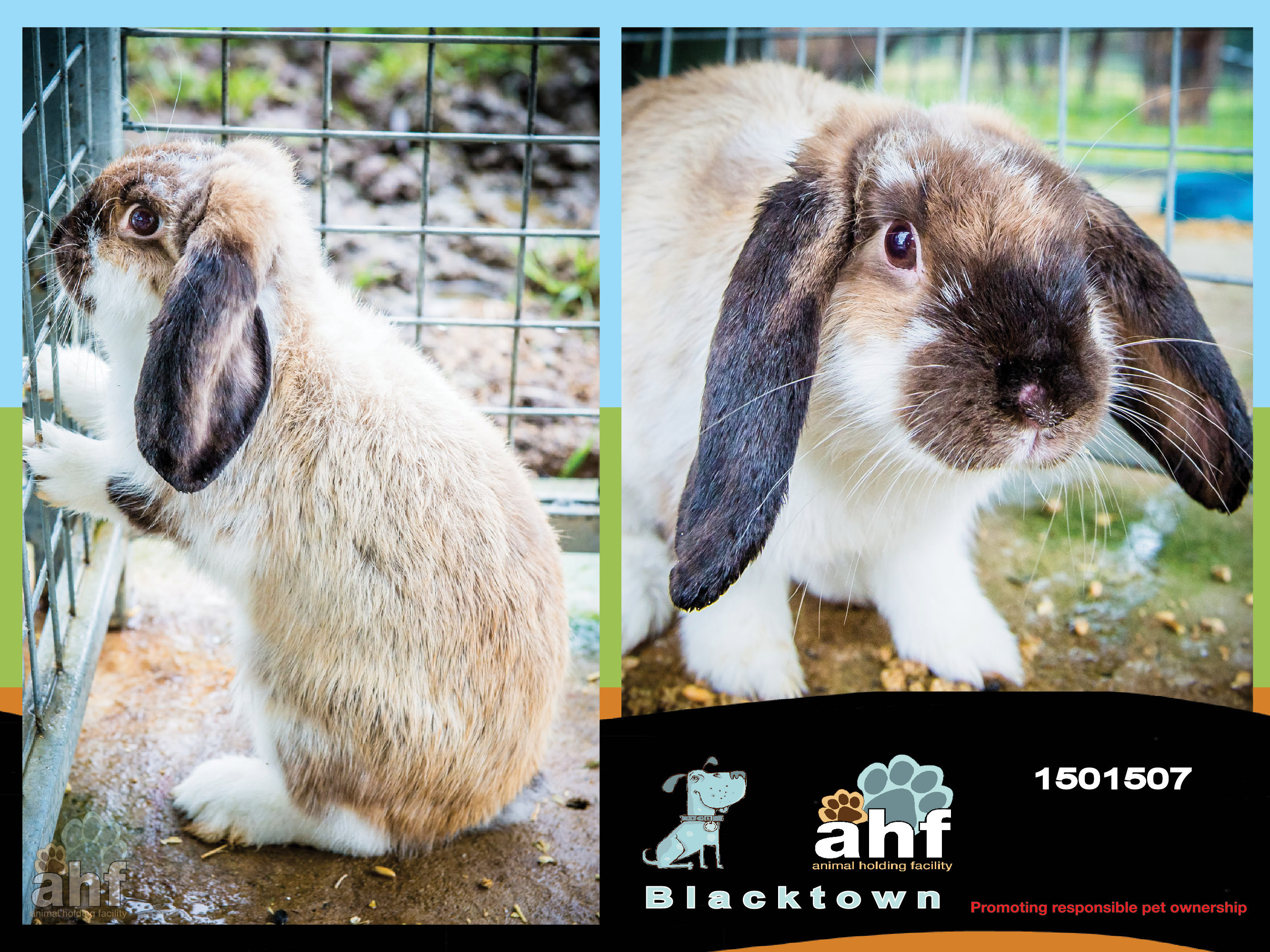 Dozer ~ #1501507 - Male Lop Eared Rabbit in NSW - PetRescue