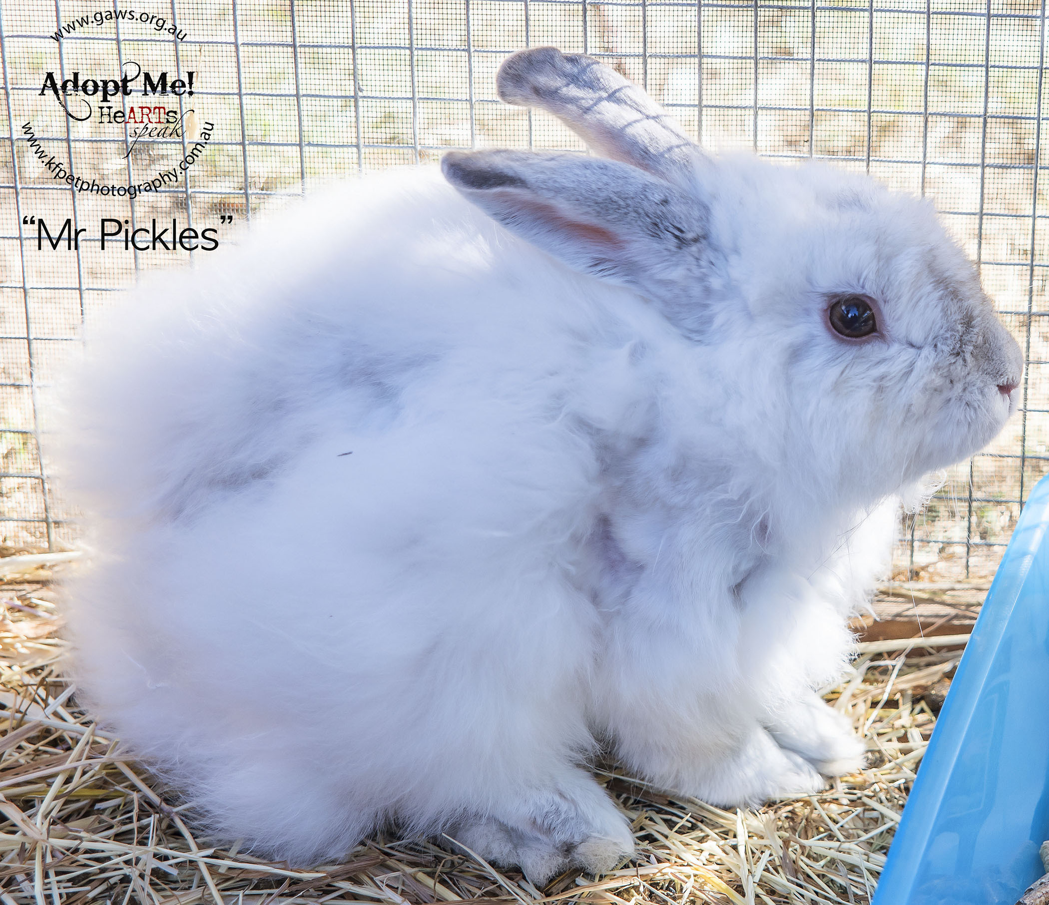 Mr Pickles ID25237 - Male Angora Mix Rabbit in VIC - PetRescue
