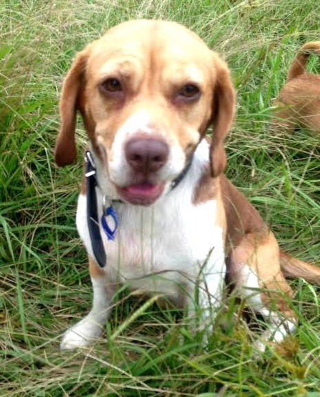 Bella ~ Beagle (paid 2/4/15) - Medium Female Beagle Dog in NSW - PetRescue