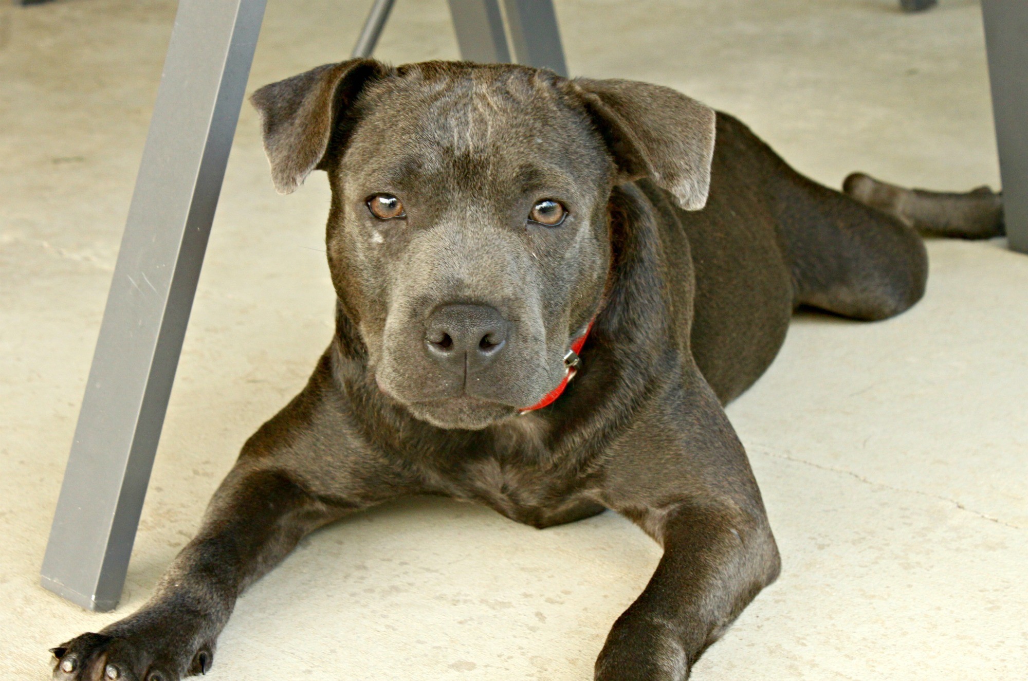 Bluey Adoption pending - Medium Male Staffordshire Bull Terrier Dog in ...