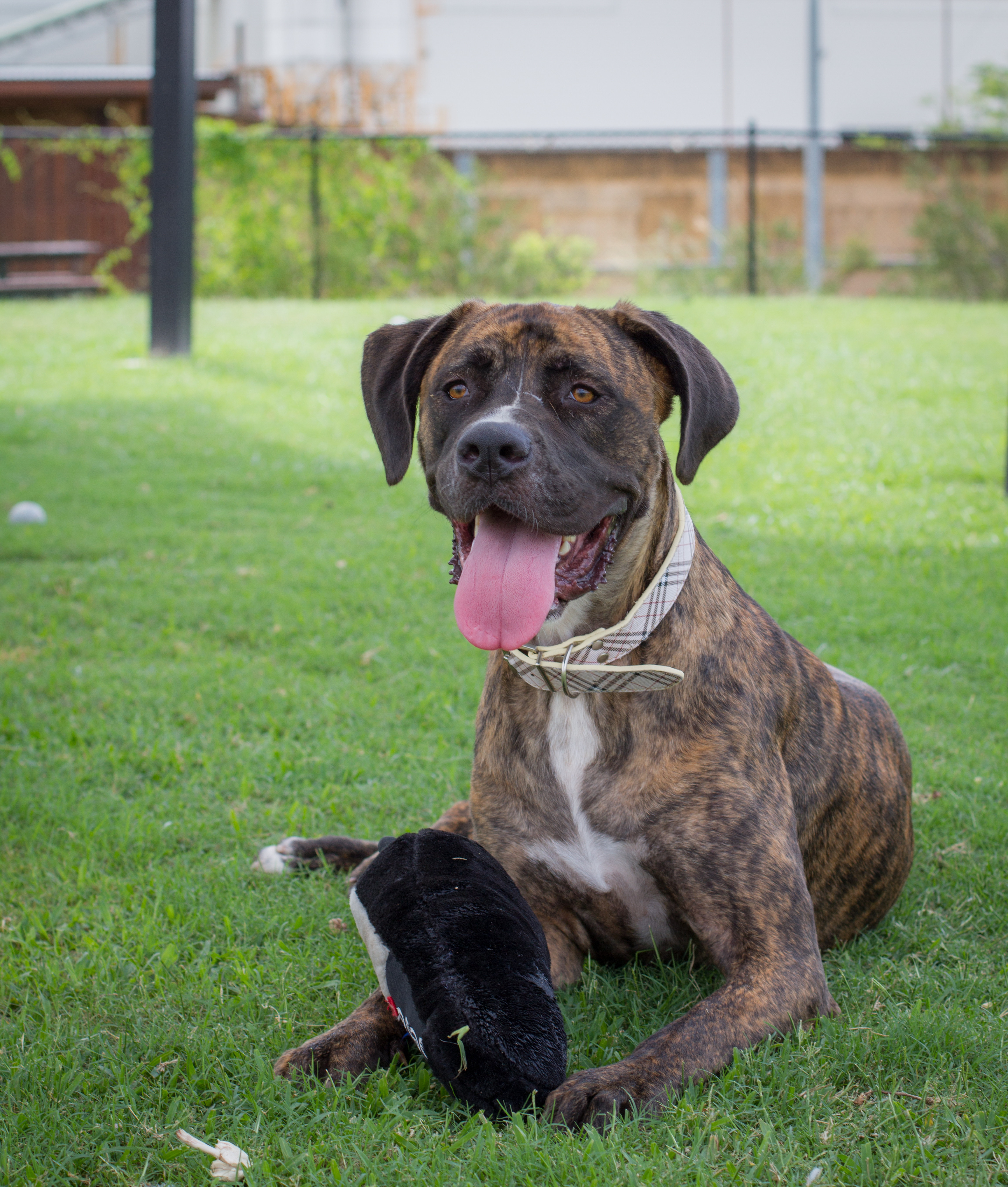 Kitty - Large Female Boxer x Dogue De Bordeaux Mix Dog in QLD - PetRescue