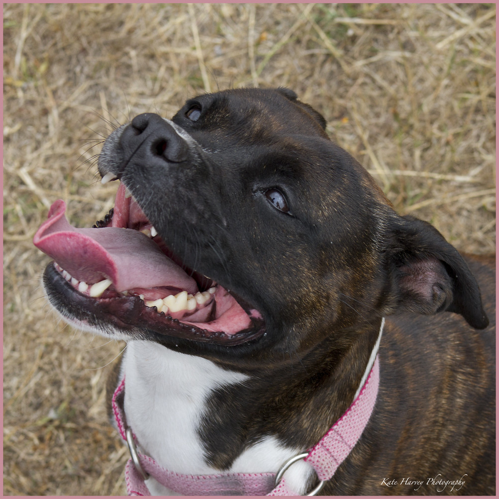 Marley - Medium Female Staffordshire Bull Terrier Dog in TAS - PetRescue