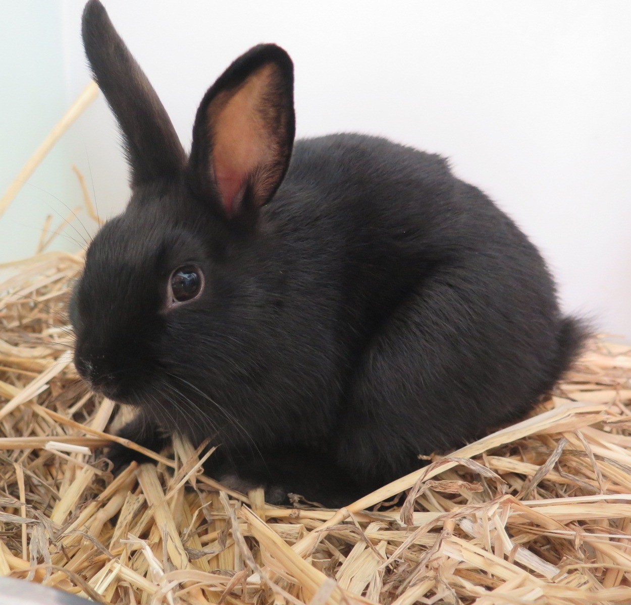 Neverland - Female Bunny Rabbit Mix Rabbit in ACT - PetRescue