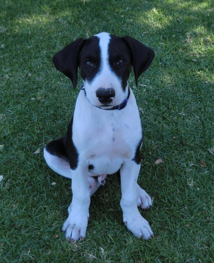 Colt *On Trial in His New Home* - Medium Male Pointer x Staffy Mix Dog ...