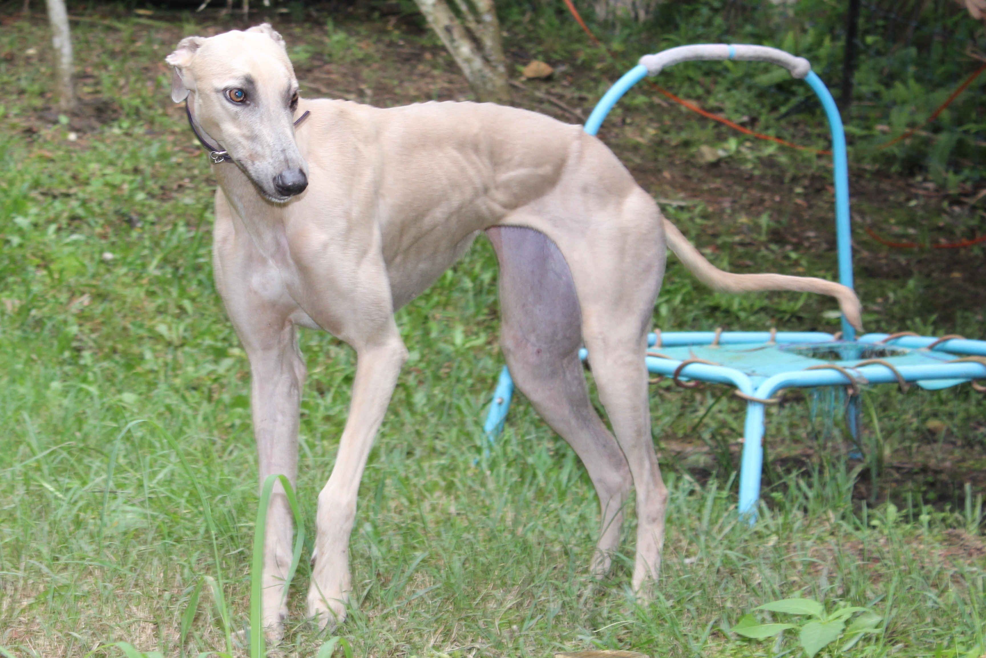 Penny - Medium Female Greyhound Dog in NSW - PetRescue