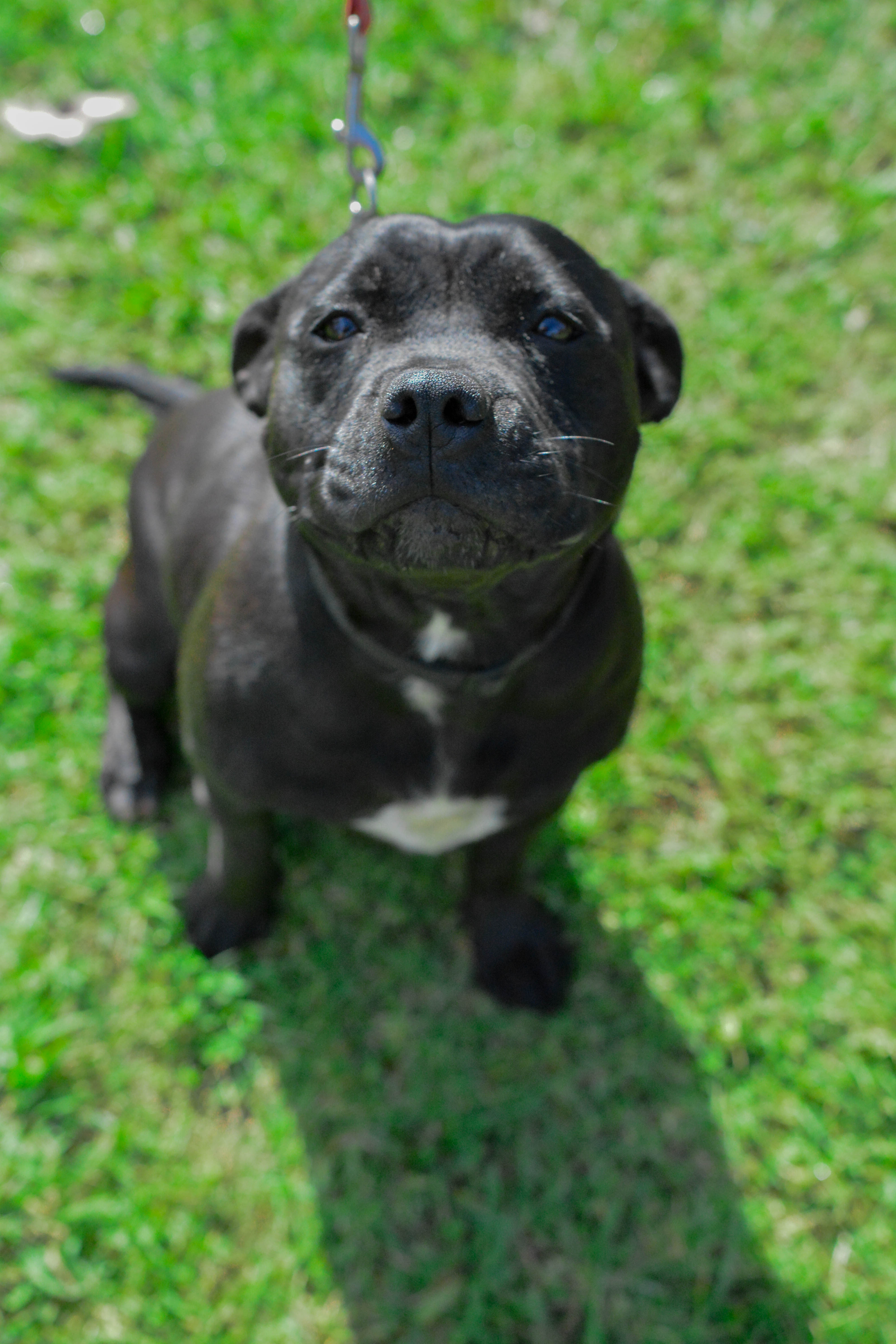 Cleo - Medium Female Staffi Mix Dog in NSW - PetRescue