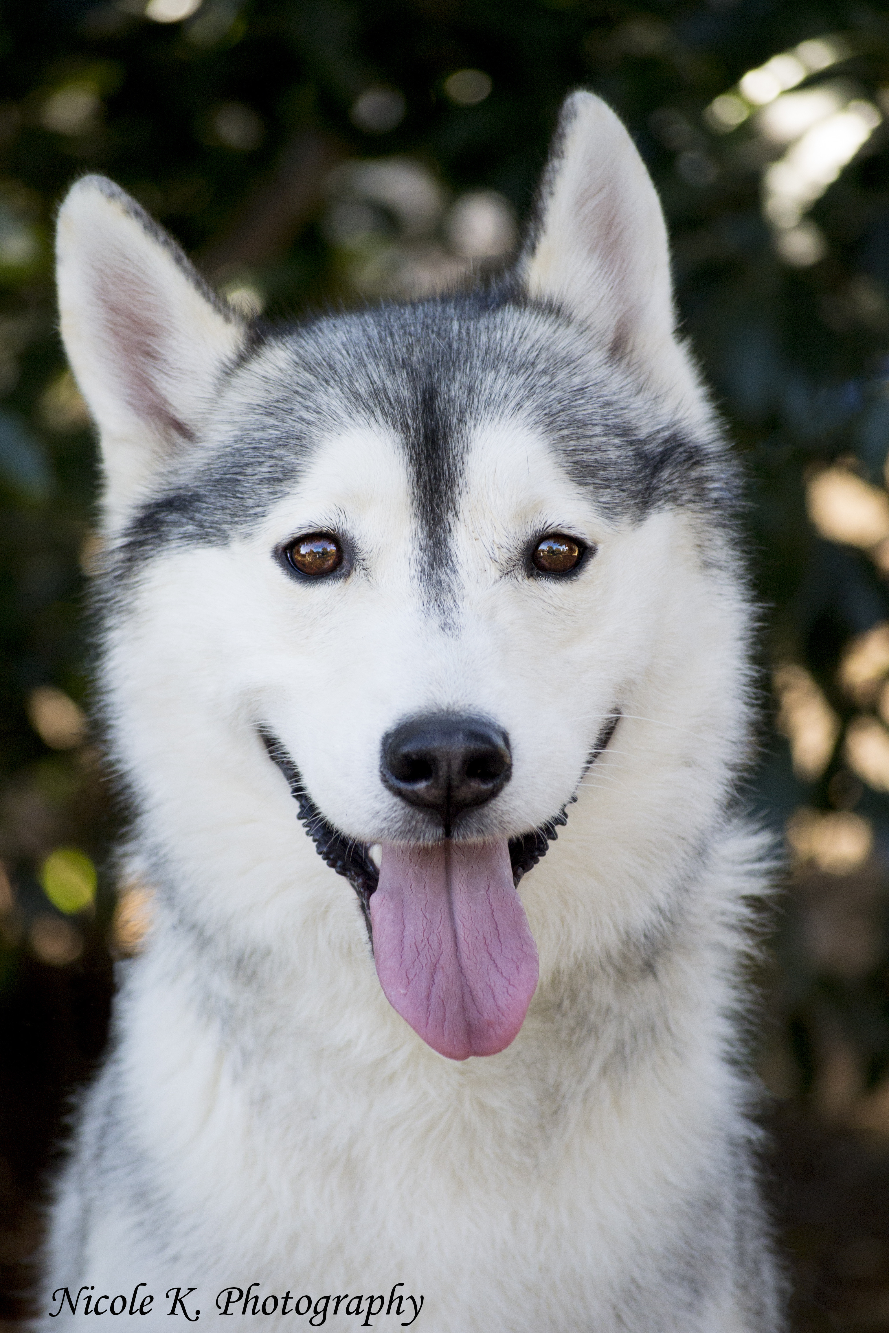 Oska - Medium Male Siberian Husky Dog in VIC - PetRescue