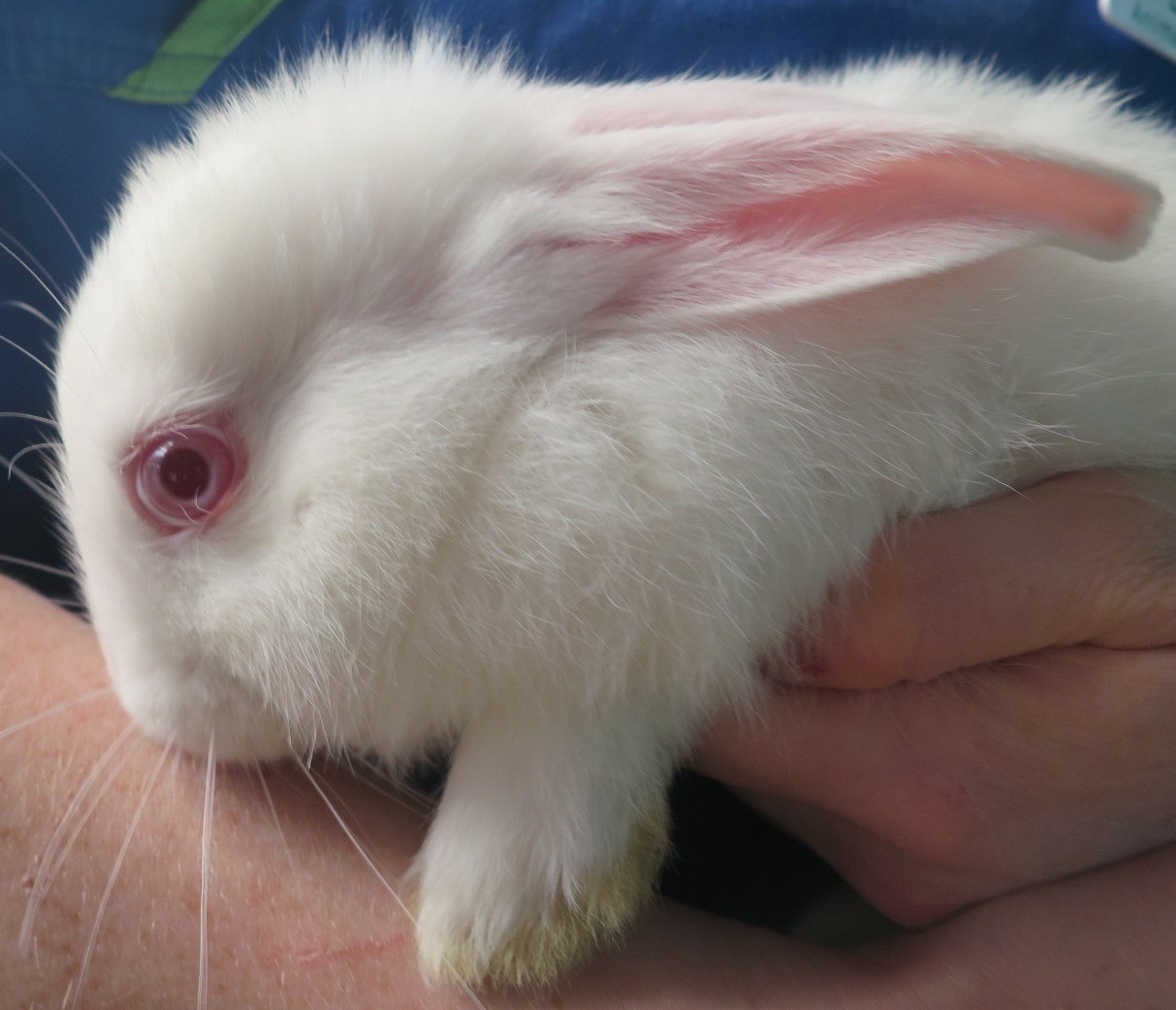 Chandler - Male Bunny Rabbit Rabbit in ACT - PetRescue