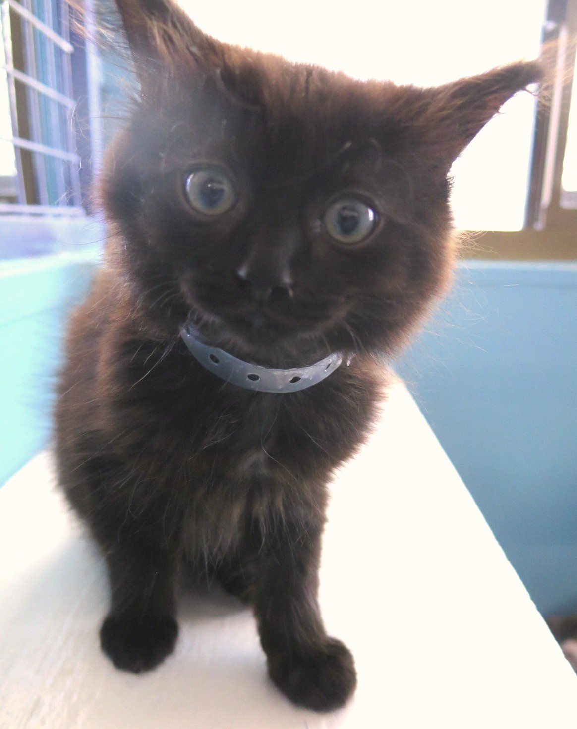 Normie - Male Domestic Medium Hair Cat in ACT - PetRescue