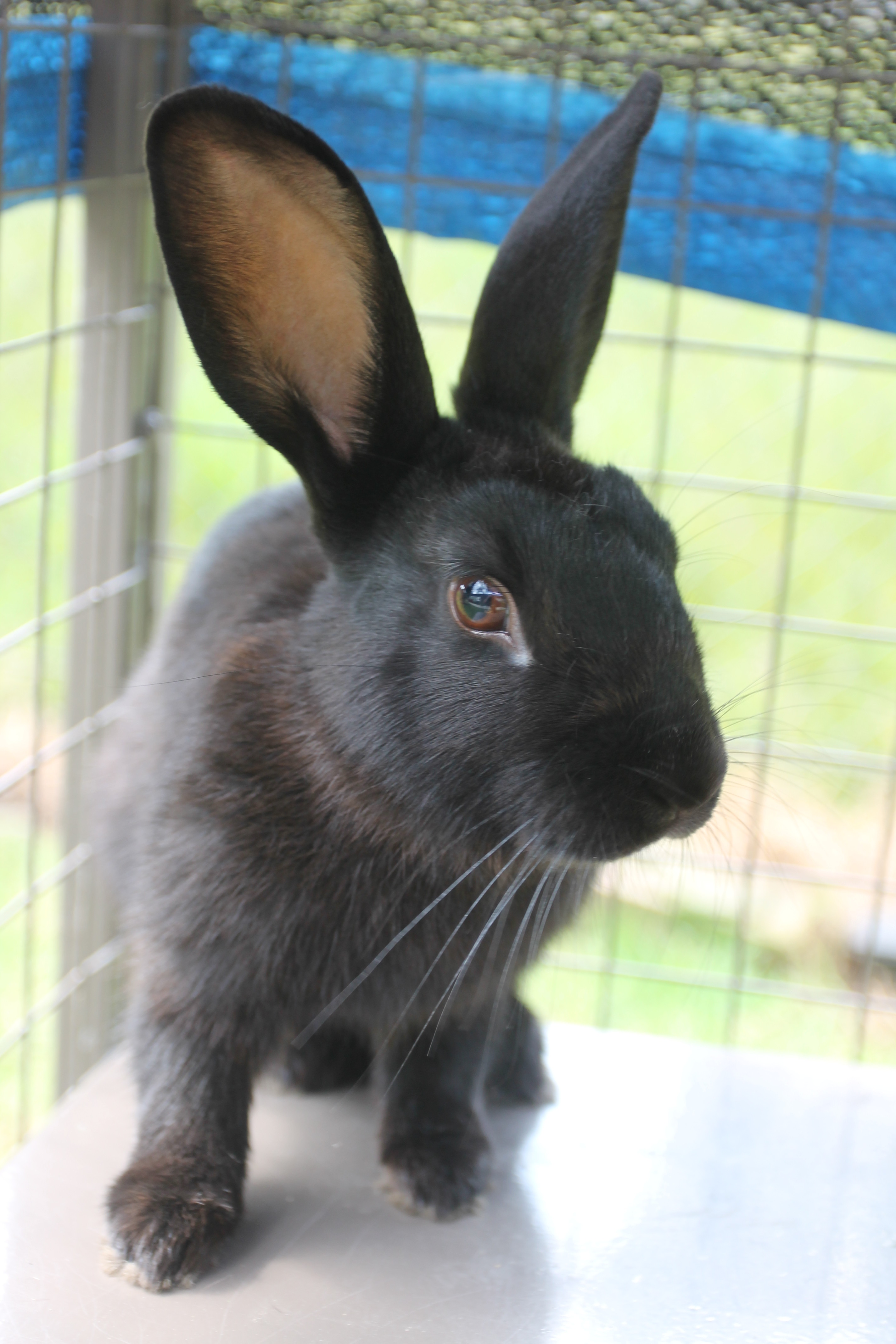 Choc - Male Rabbit Mix Rabbit in NSW - PetRescue