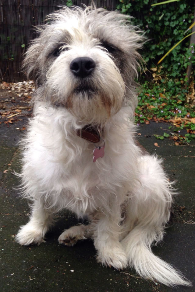 Archie - Small Male Jack Russell Terrier x Maltese Dog in TAS - PetRescue