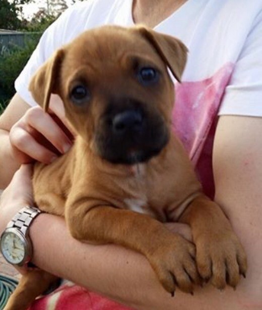 Delilah - Small Female Pit Bull Mix Dog in ACT - PetRescue