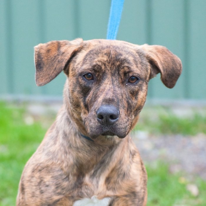 Malibu - Large Female Boxer Mix Dog in VIC - PetRescue