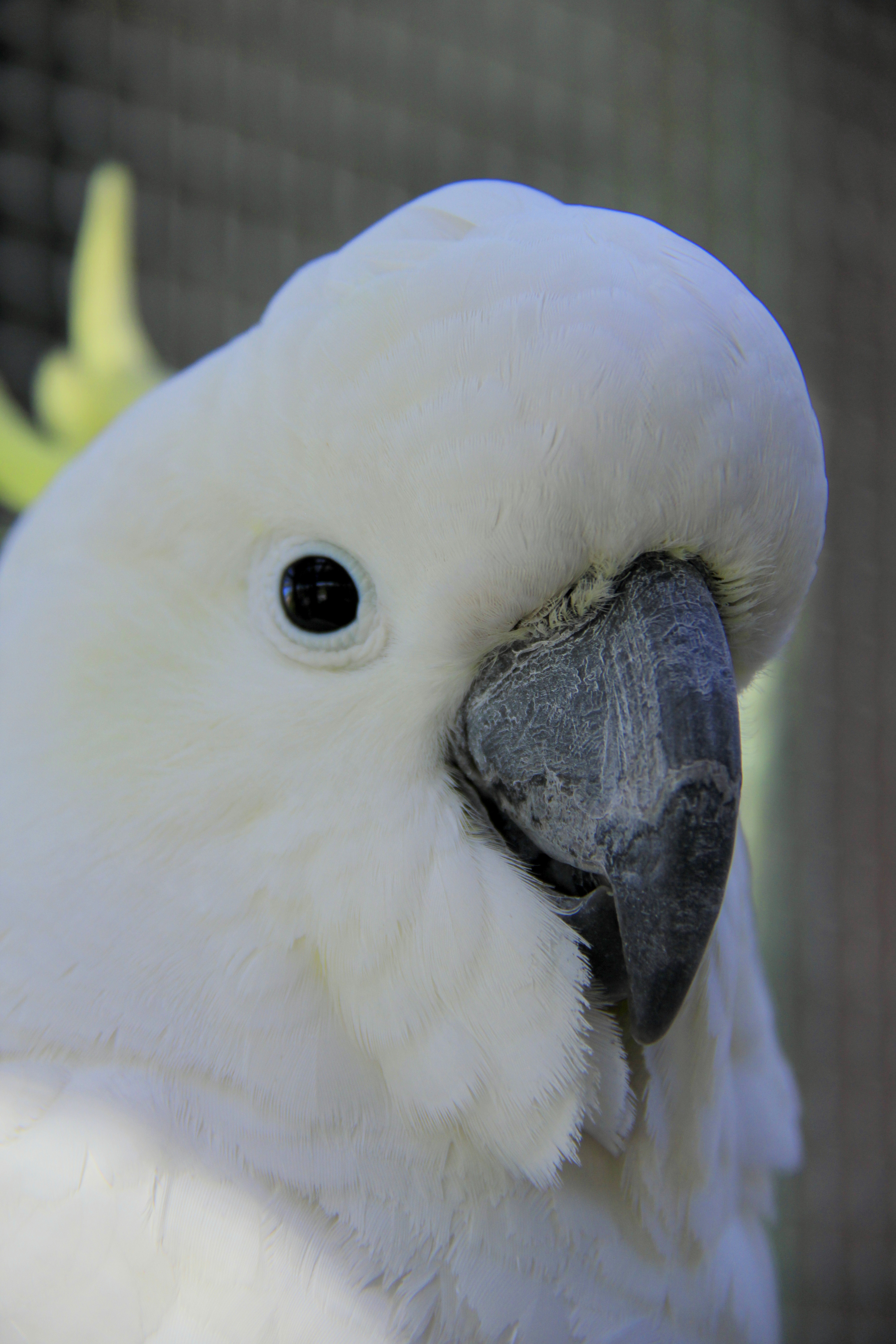 Toohey - Male Cockatoo Sulphur Crested Mix Bird in QLD - PetRescue