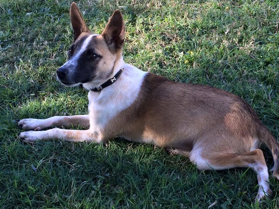 Stitch - Small Male Border Collie x Fox Terrier Dog in QLD - PetRescue