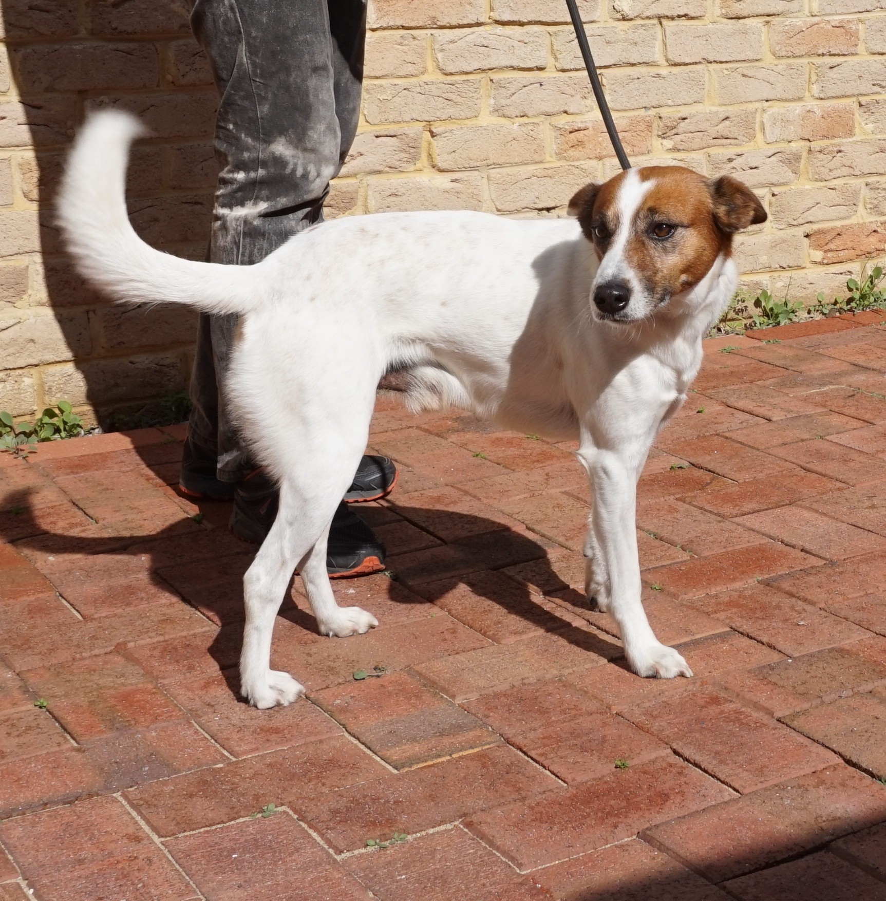 Steve - Small Male Tenterfield Terrier Dog in WA - PetRescue