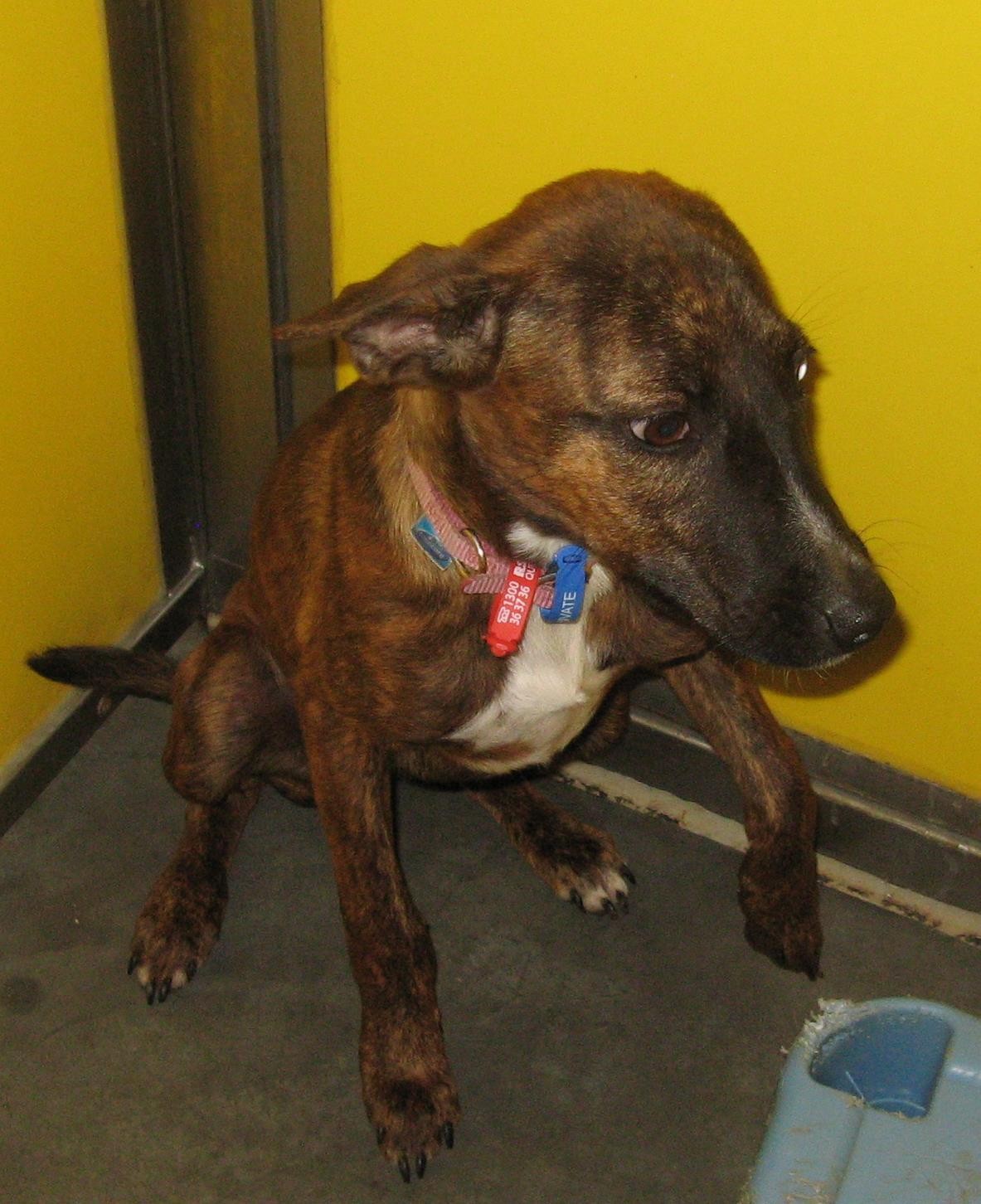Lilly - Medium Female Staffordshire Bull Terrier x Lurcher Mix Dog in ...