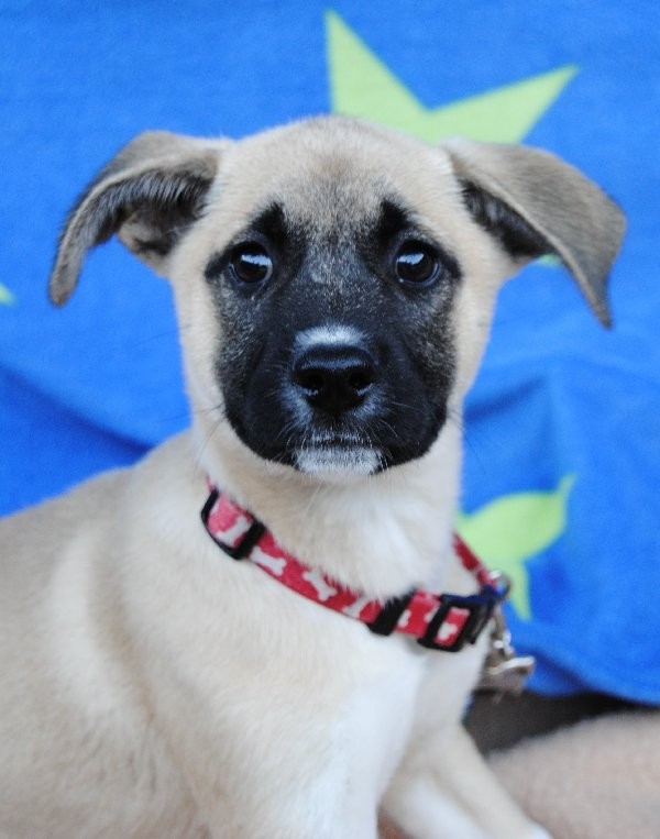 Layla - Medium Female Alaskan Malamute x Boxer Mix Dog in QLD - PetRescue