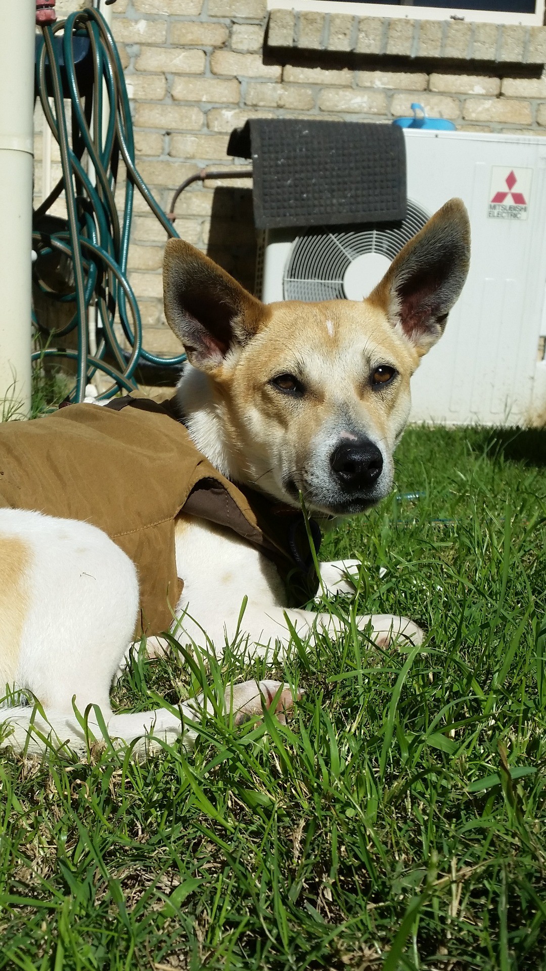 Jumba - Small Male Border Collie x Fox Terrier Dog in QLD - PetRescue