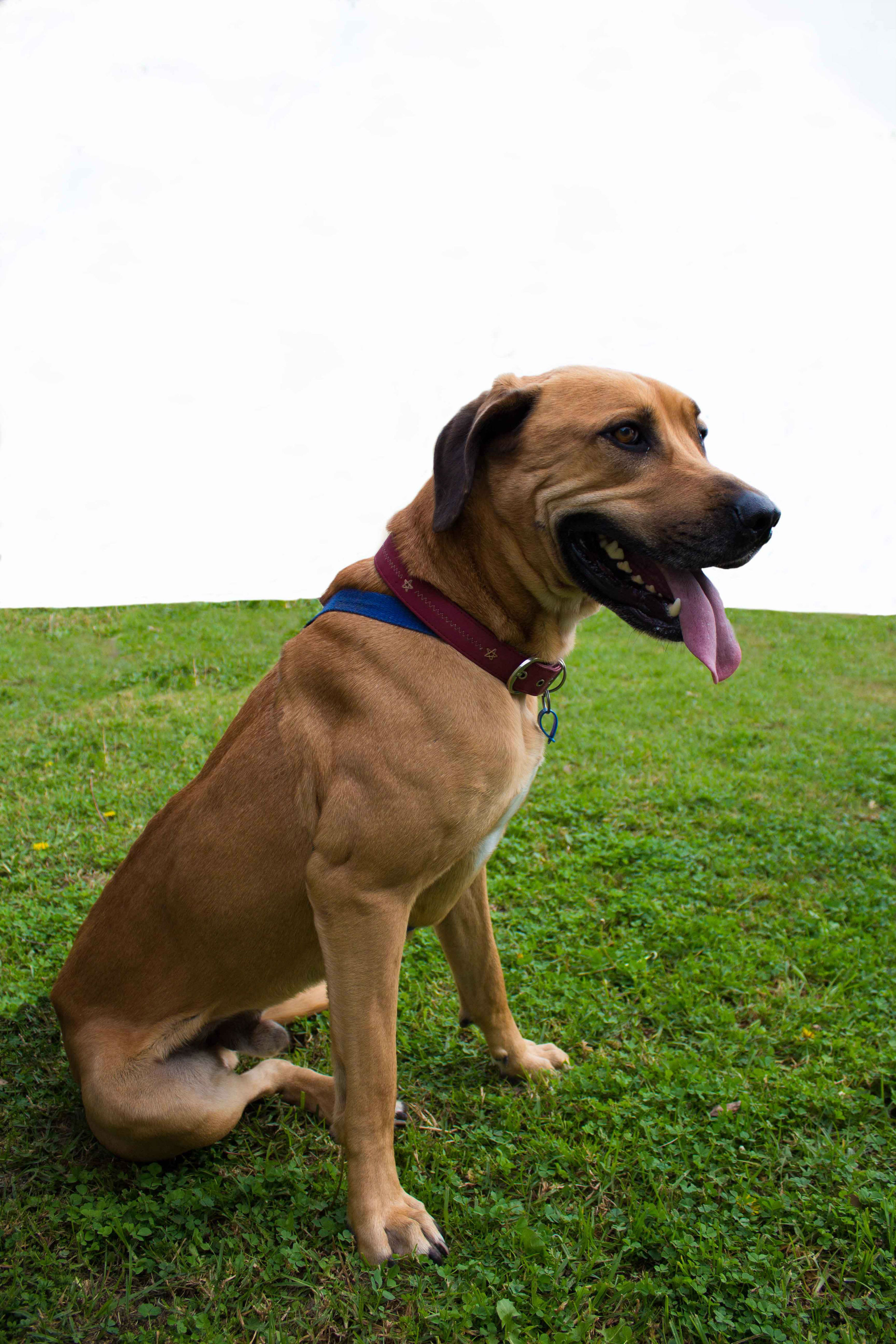 Marlin - Large Male Mastiff x Rhodesian Ridgeback Mix Dog in NSW ...