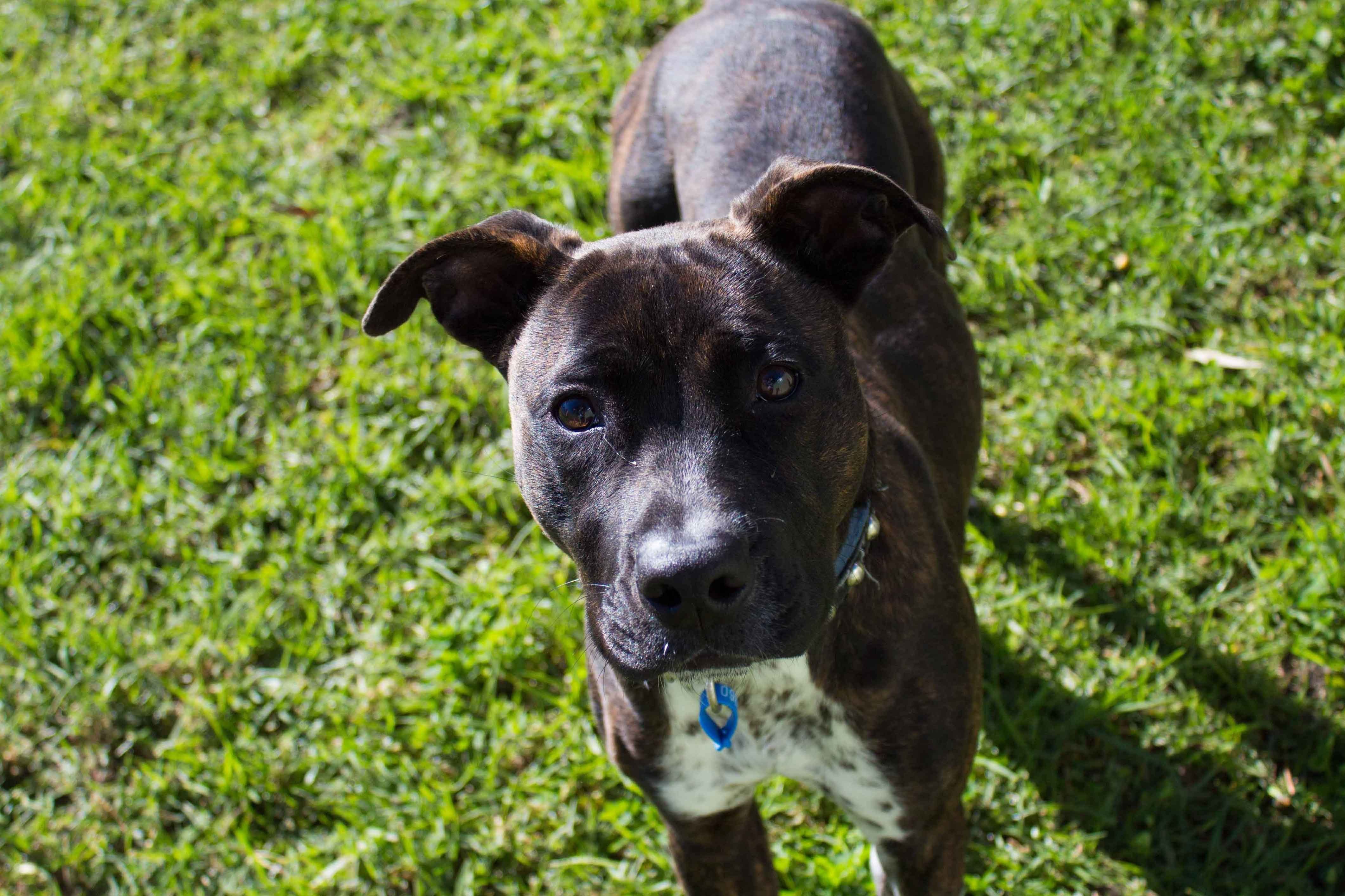 Tess - Medium Female Staffordshire Bull Terrier Mix Dog in NSW - PetRescue