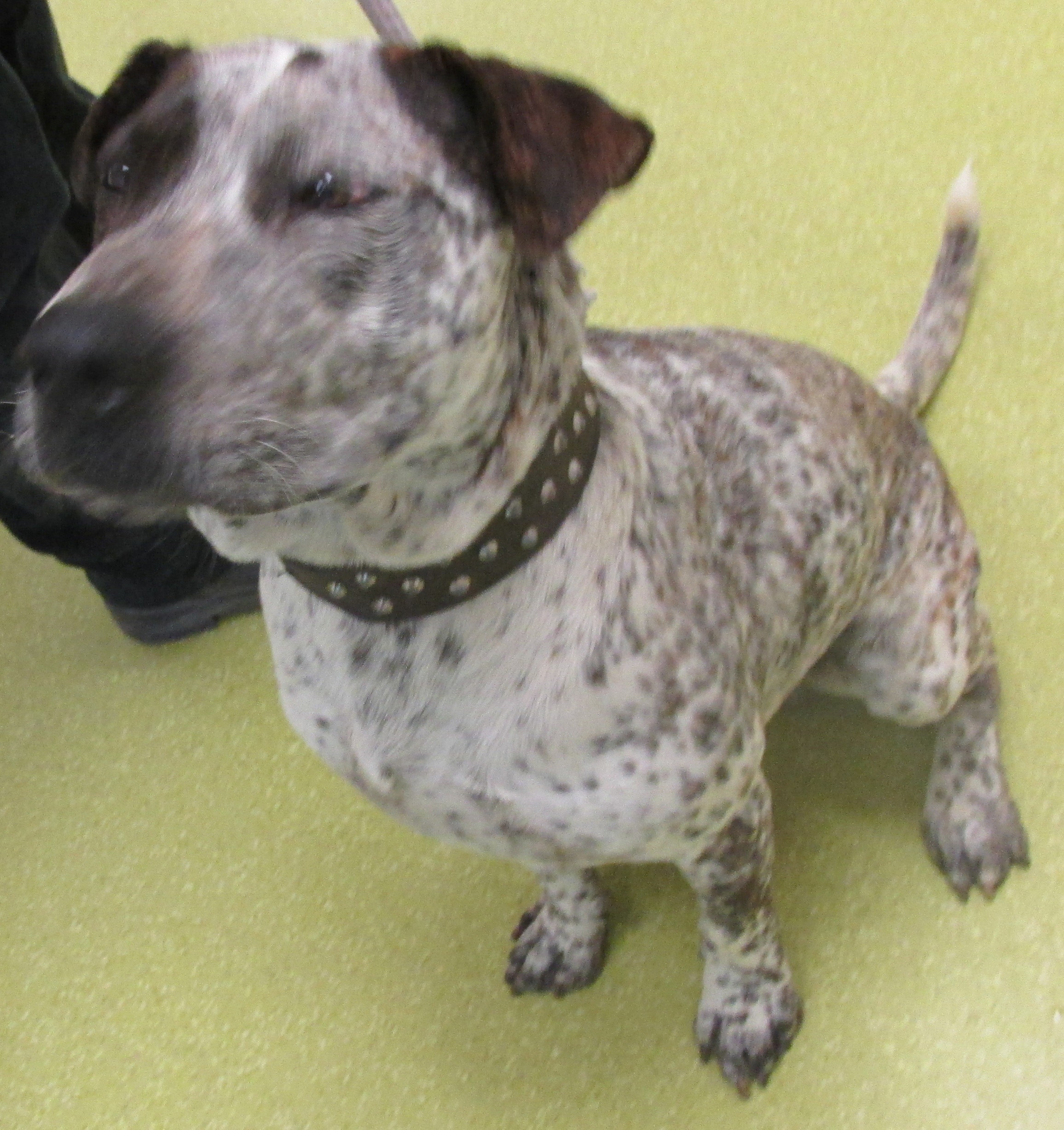 Blitz - Medium Male Australian Cattle Dog x Bull Terrier Mix Dog in QLD ...