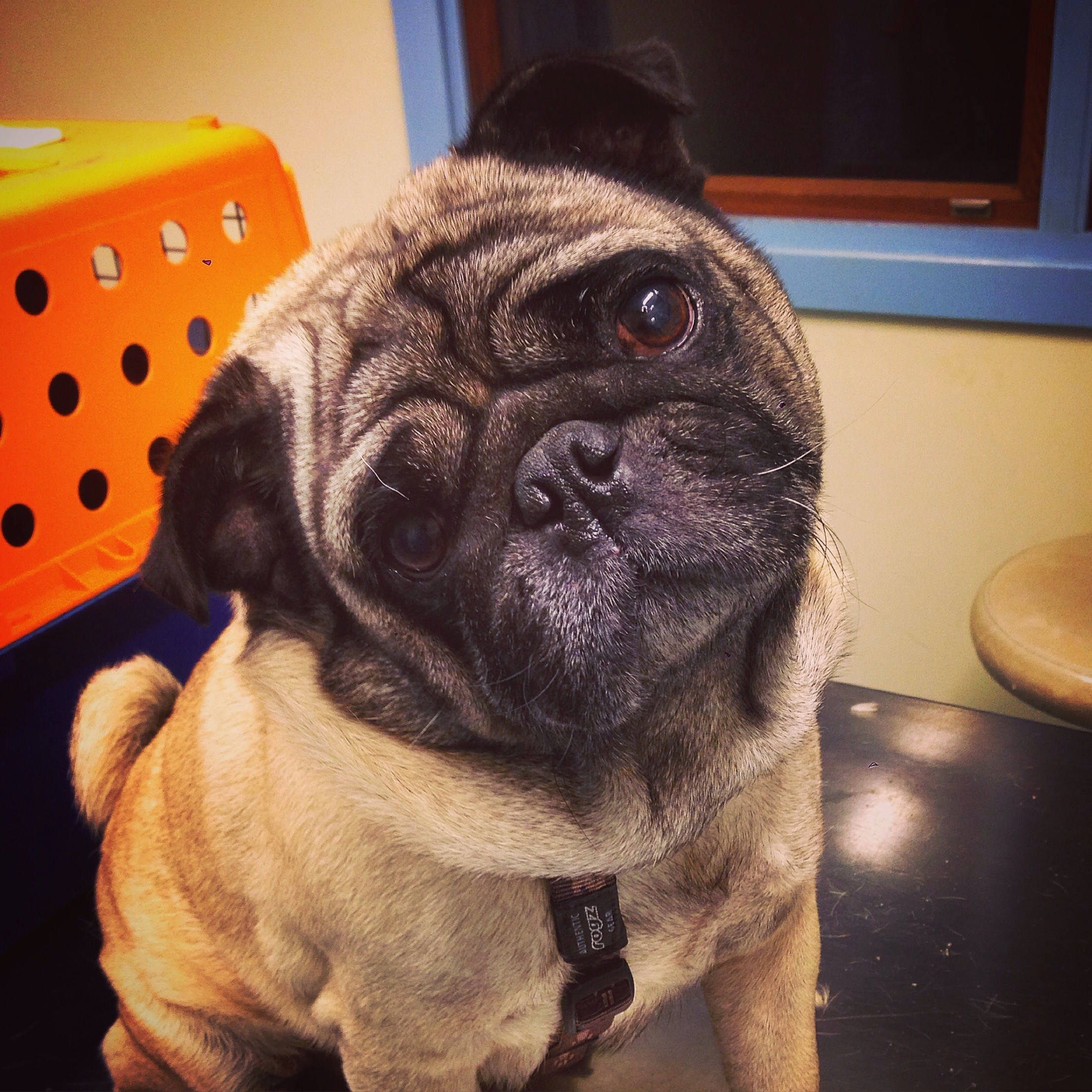 Moose - Small Male Pug Dog in NSW - PetRescue
