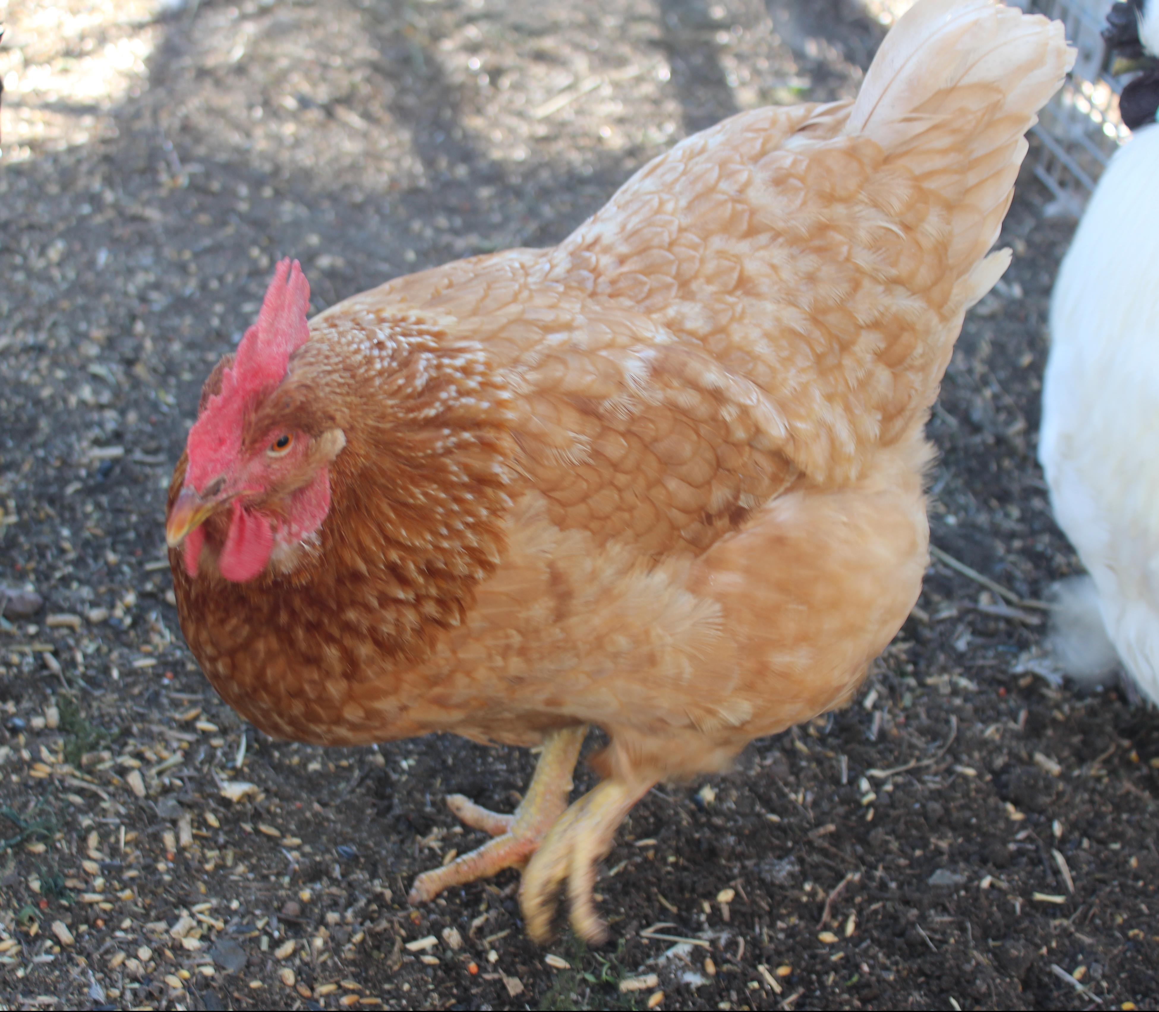 Chipmunk - Female Chicken Isa Brown Mix Fowl in QLD - PetRescue