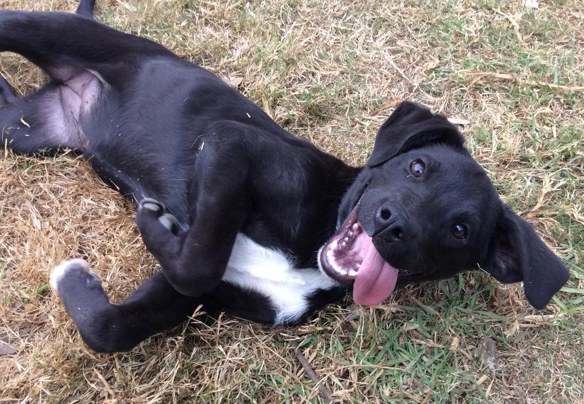 Lollie - Small Female Labrador Retriever Mix Dog in QLD - PetRescue
