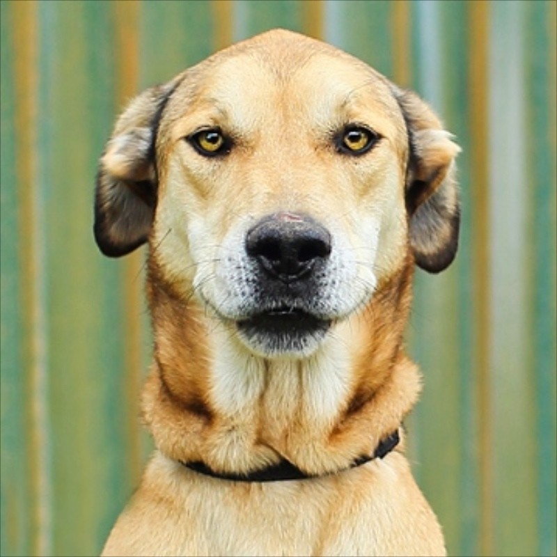 Jaspa - Medium Male Kelpie x Ridgeback Mix Dog in WA - PetRescue