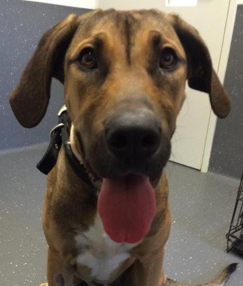Nova - Large Female Great Dane x Rhodesian Ridgeback Mix Dog in QLD ...