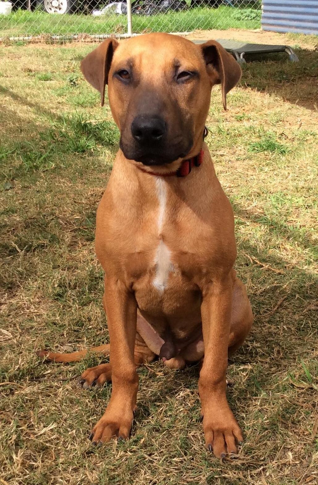 Luigi - Large Male Bull Arab x Rhodesian Ridgeback Mix Dog in QLD ...