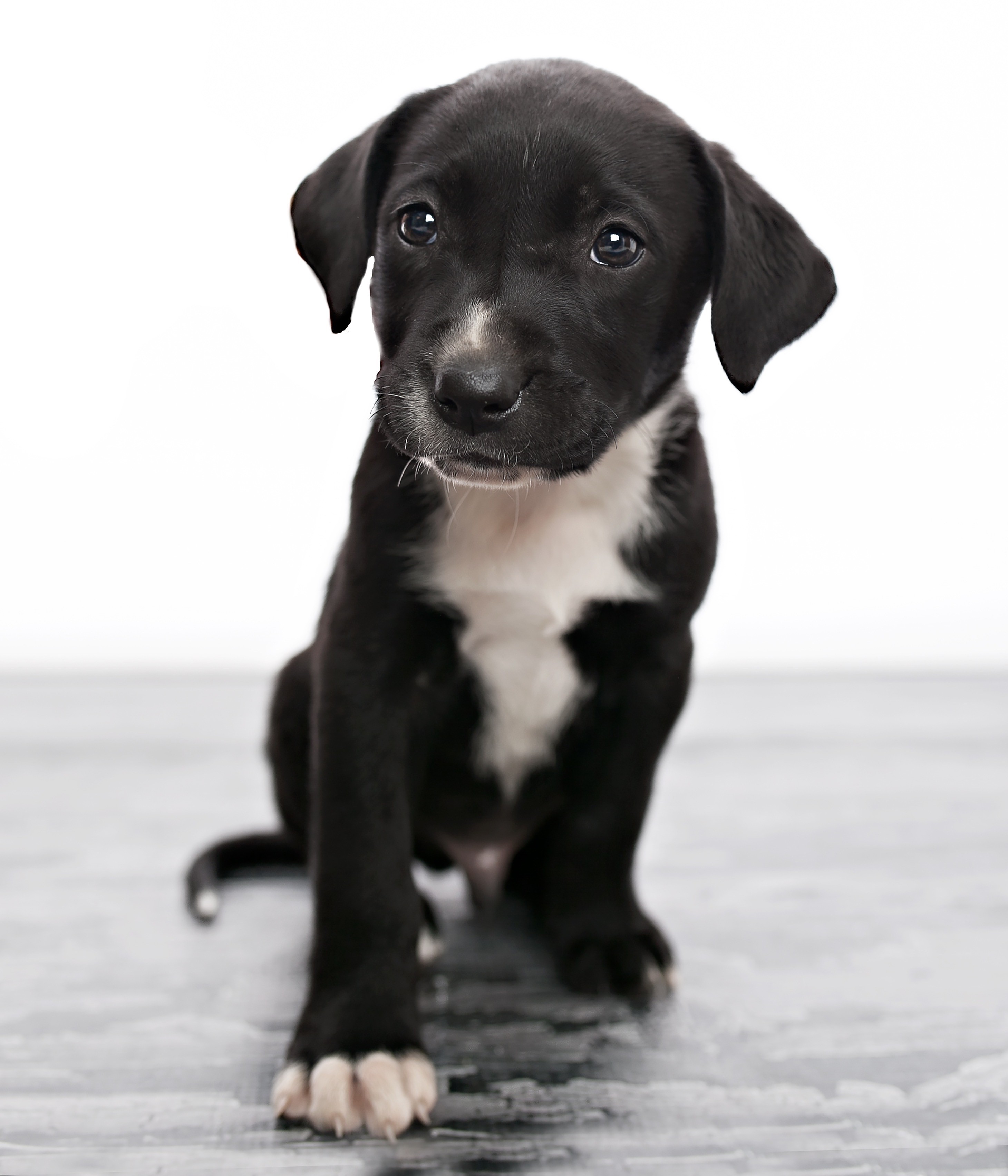 Memphis - Medium Male Labrador x Staffy Mix Dog in QLD - PetRescue