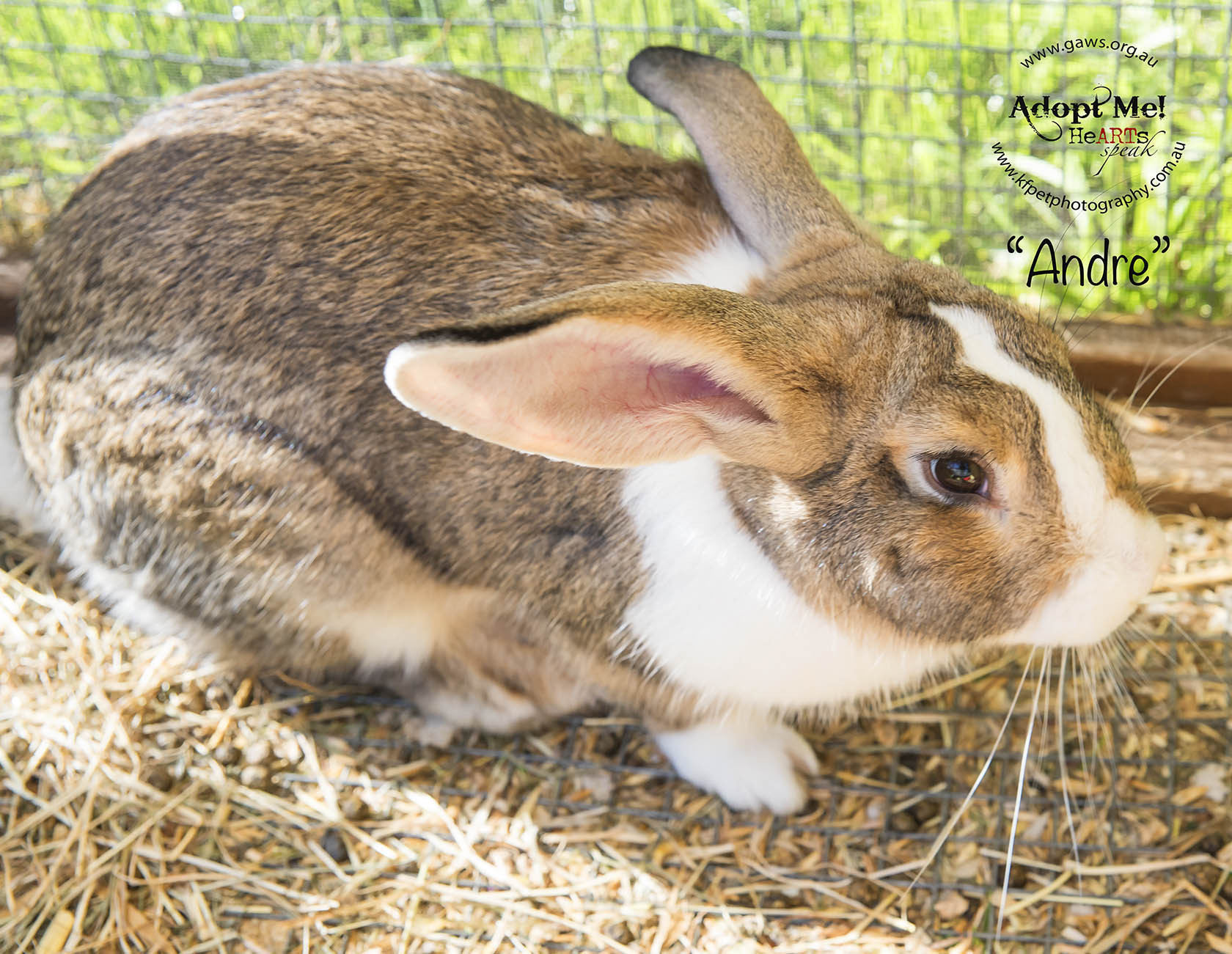 Andre ID27655 - Male Rex Mix Rabbit in VIC - PetRescue