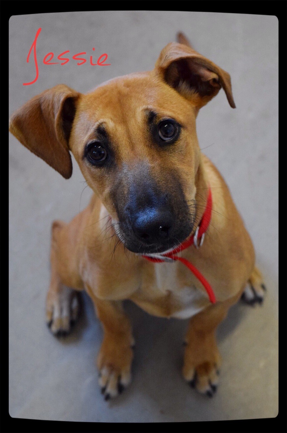 Jessie - Medium Female Hungarian Vizsla x Rhodesian Ridgeback Mix Dog ...