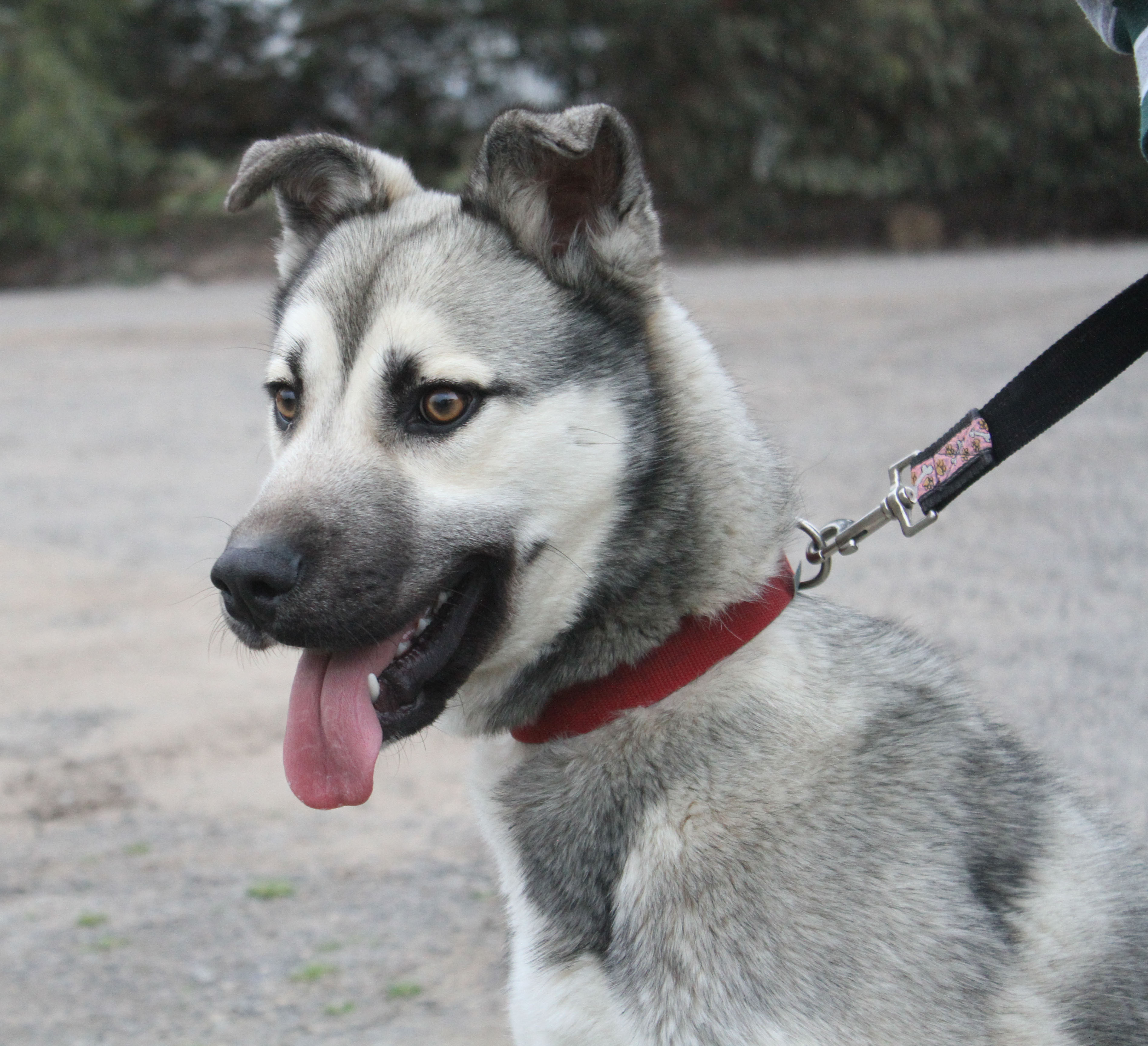 Bullet - Medium Male Husky x Staffy Dog in VIC - PetRescue