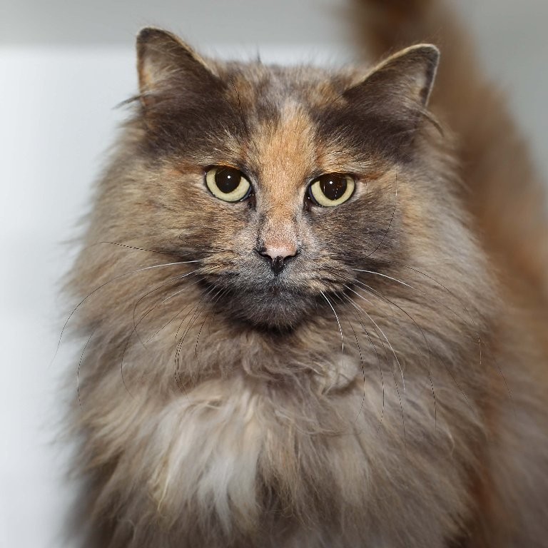 Milly - Female Domestic Longhair Mix Cat in VIC - PetRescue