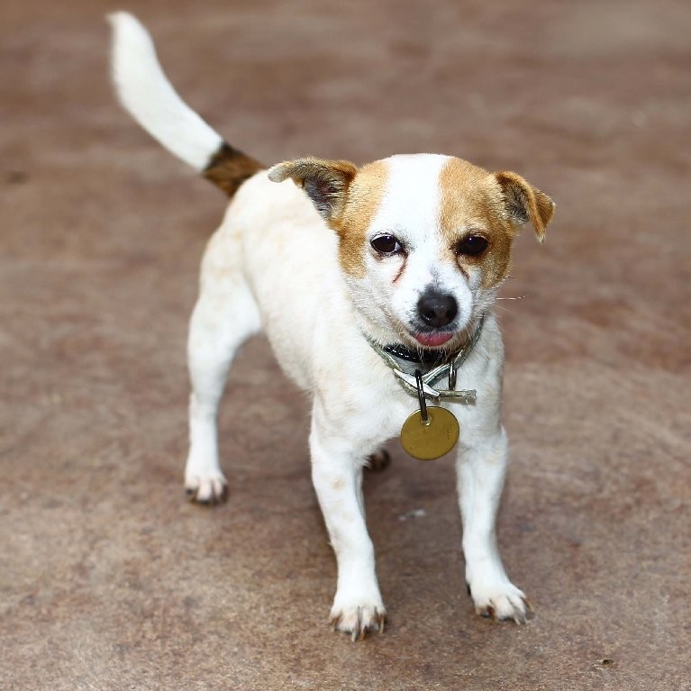 Foxy - Small Female Jack Russell Terrier x Mini Foxy Mix Dog in VIC ...