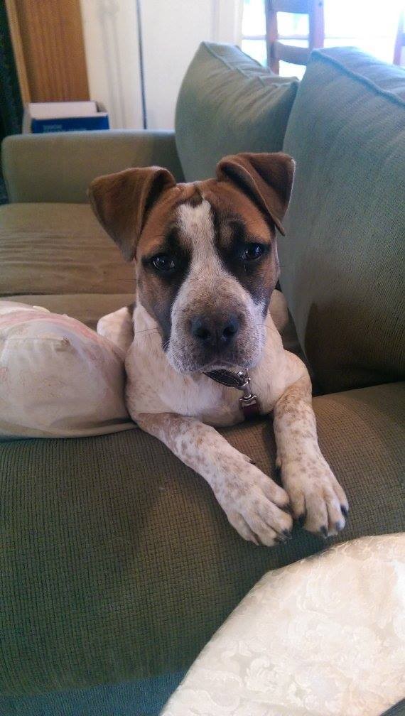 Layla - Puppy fun! - Medium Female Boxer x Red Heeler Mix Dog in VIC ...