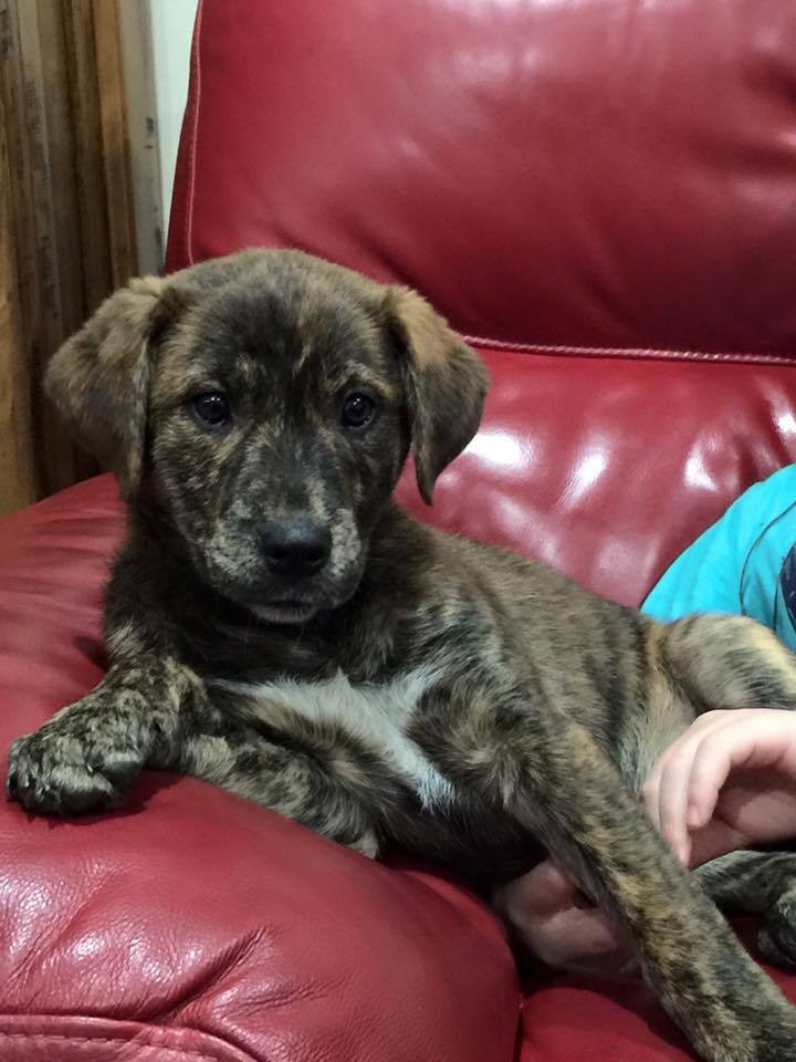 Mary - Medium Female Cocker Spaniel, English x Whippet Mix Dog in WA ...