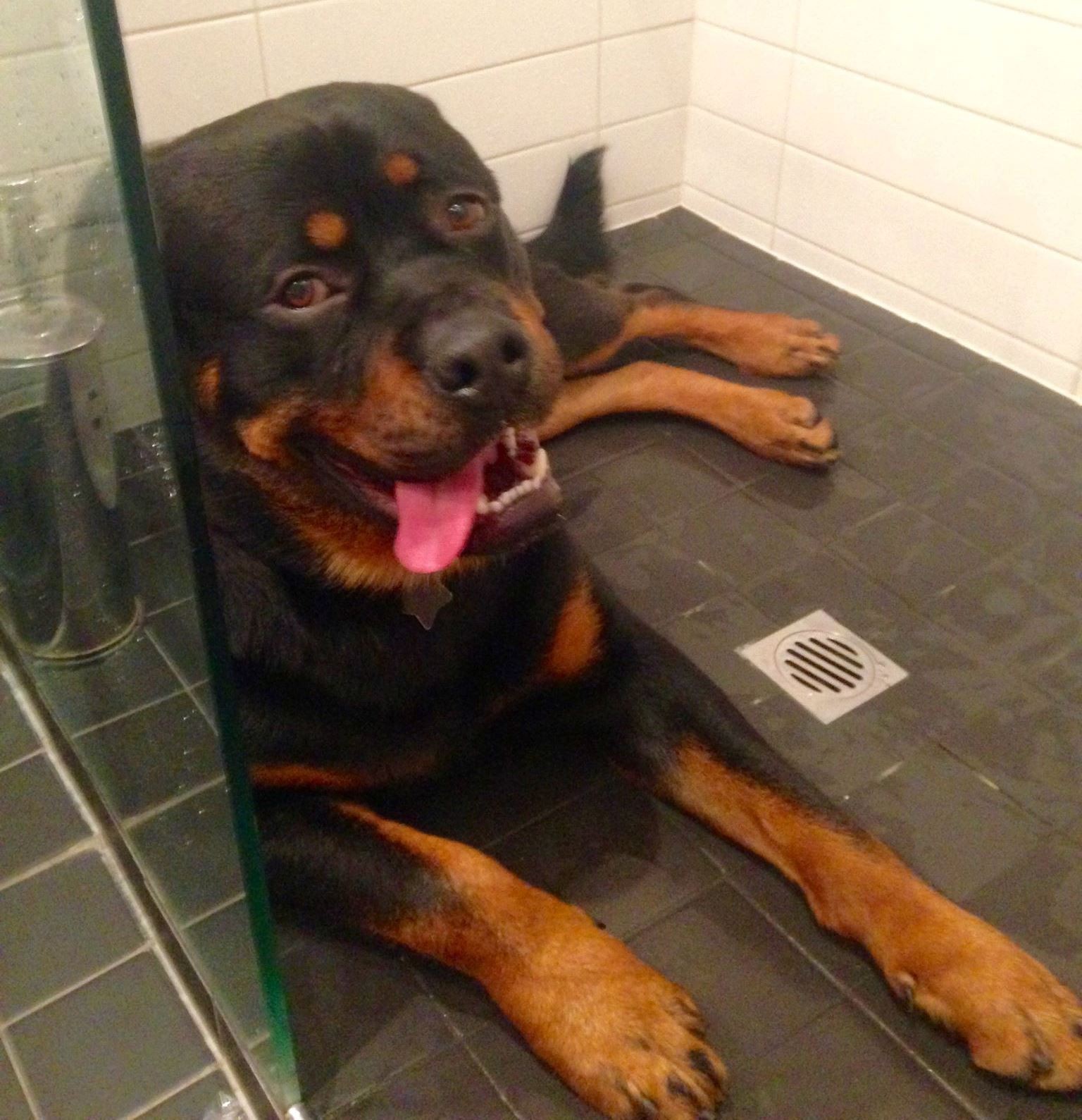 Rocky - Large Male Rottweiler Dog in VIC - PetRescue