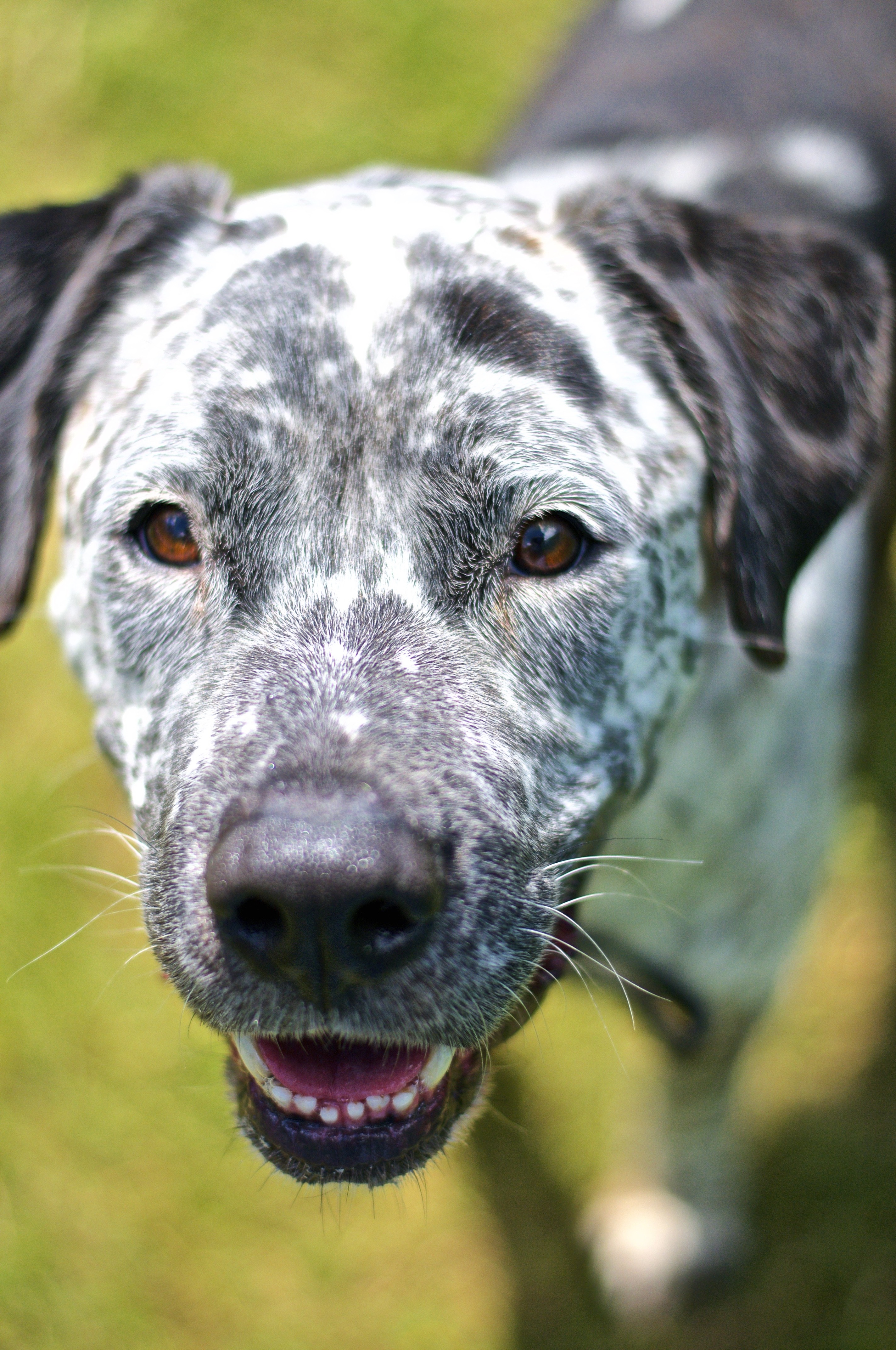 Chappy - Large Male Boxer x Dalmatian Mix Dog in QLD - PetRescue
