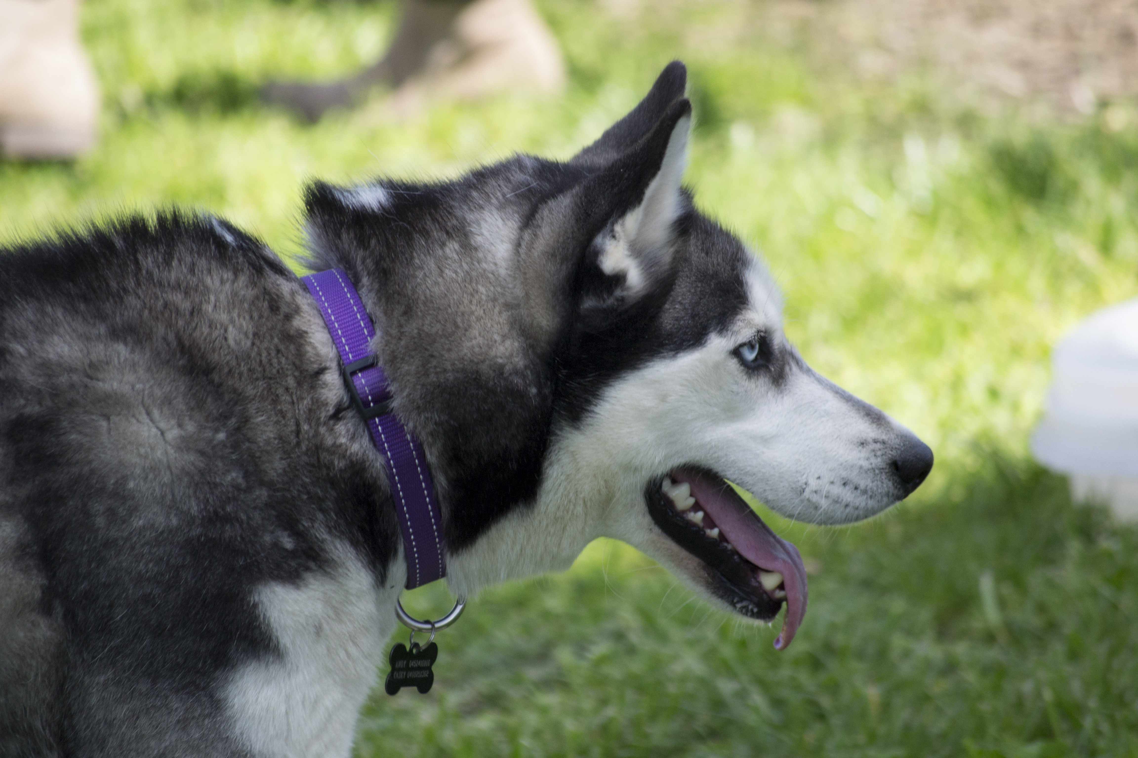 Gracie - Medium Female Siberian Husky Dog in VIC - PetRescue