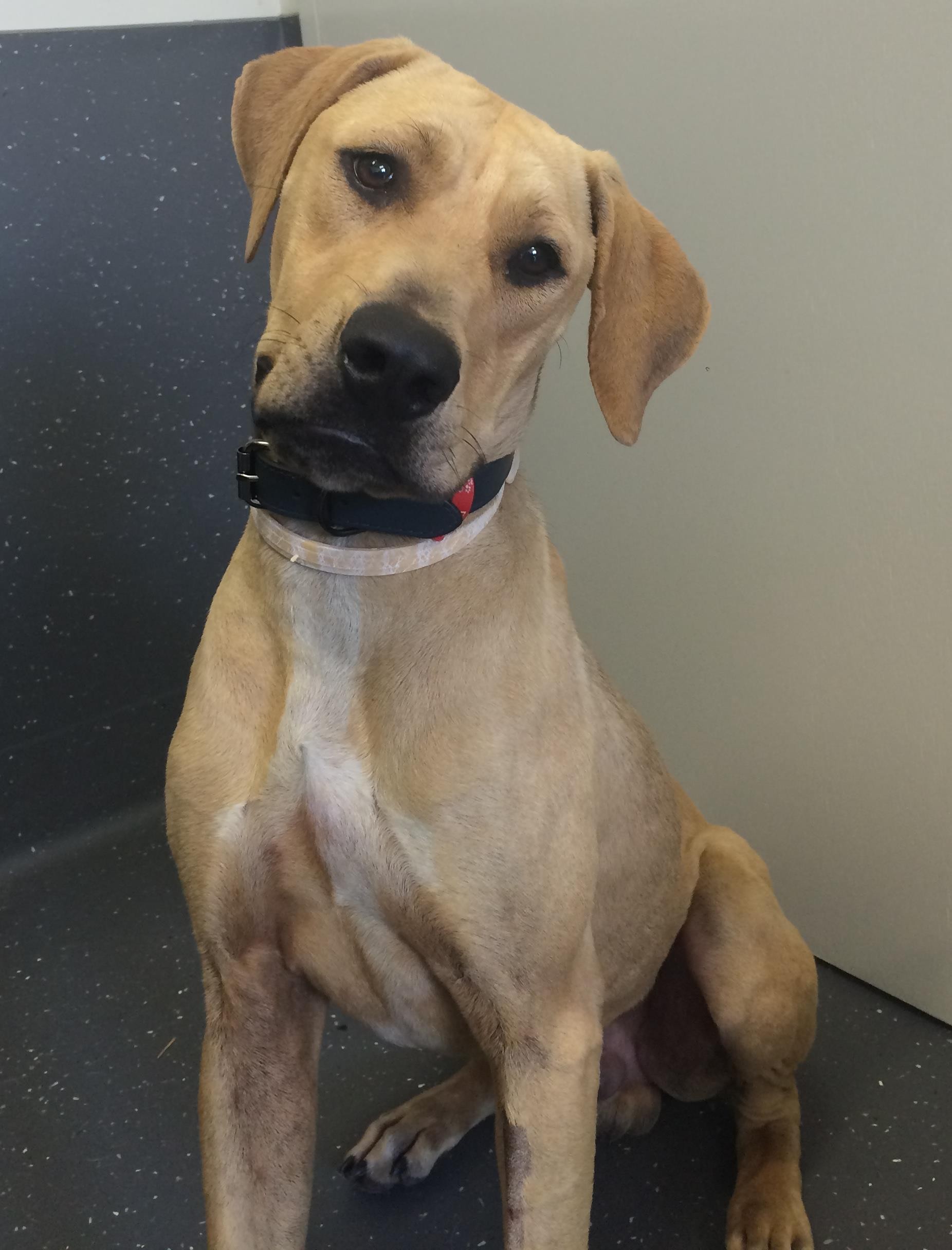 Lotto - Large Male Bull Arab x Labrador Retriever Mix Dog in QLD ...