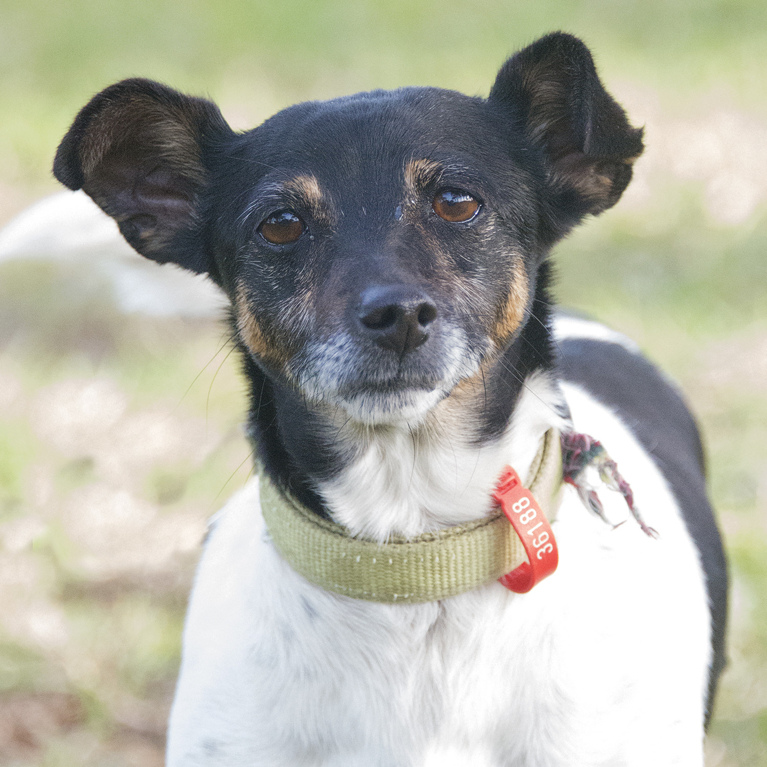 Princess - Small Female Miniature Fox Terrier Mix Dog in QLD - PetRescue
