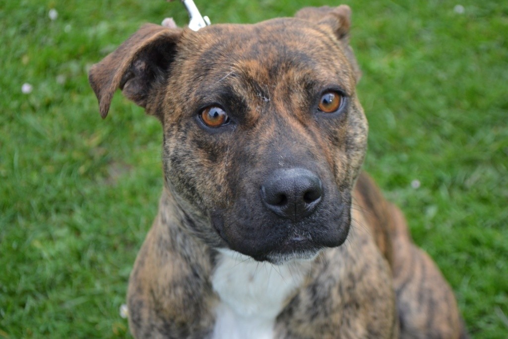 Gemma - Medium Female Staffy Mix Dog in VIC - PetRescue