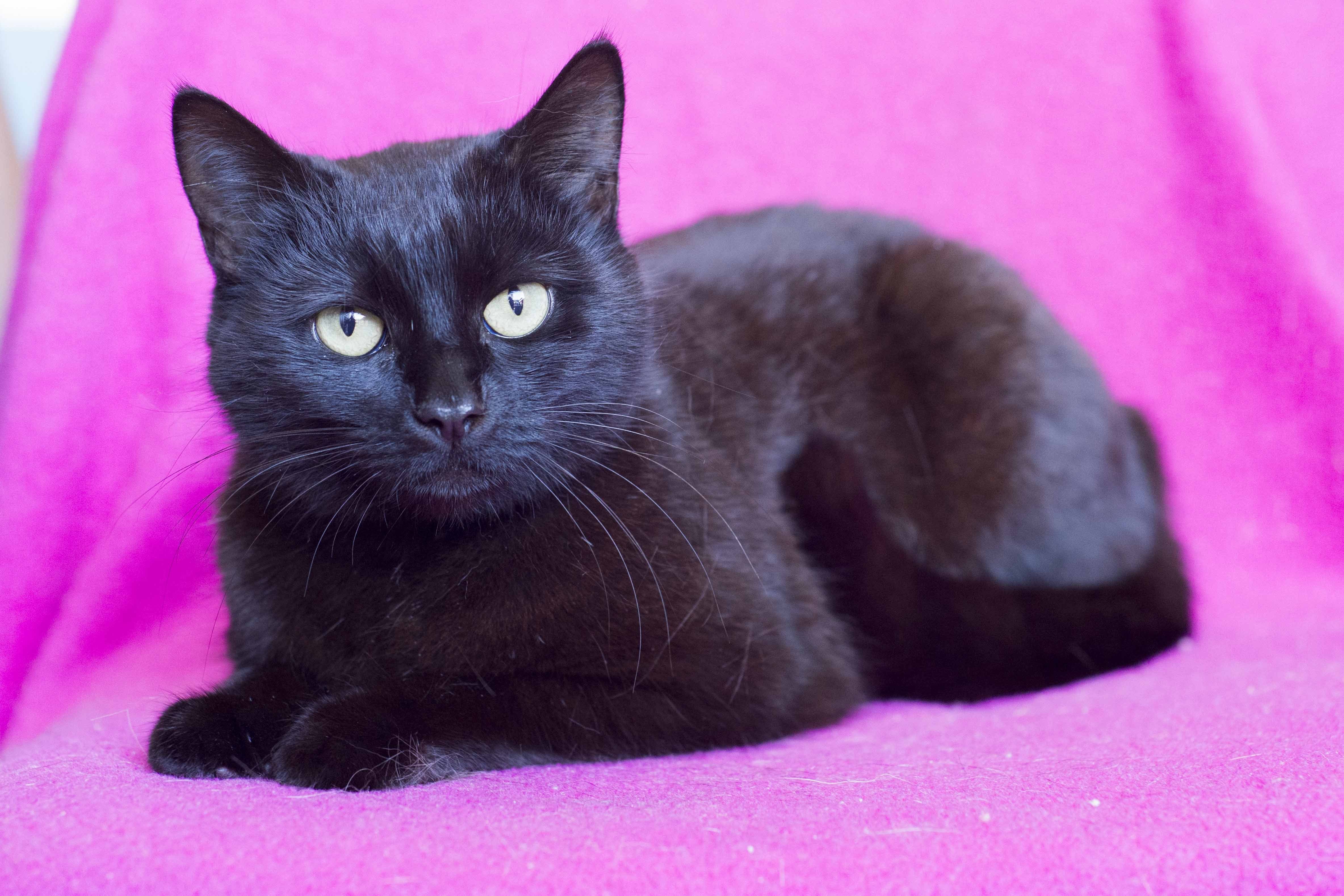 Nikita - Female Burmese Mix Cat in QLD - PetRescue