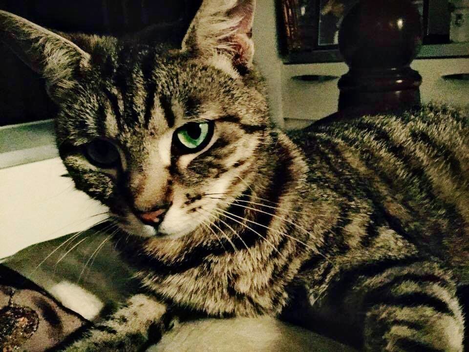 AC0401 - Ciara - Female Domestic Short Hair Cat in WA - PetRescue