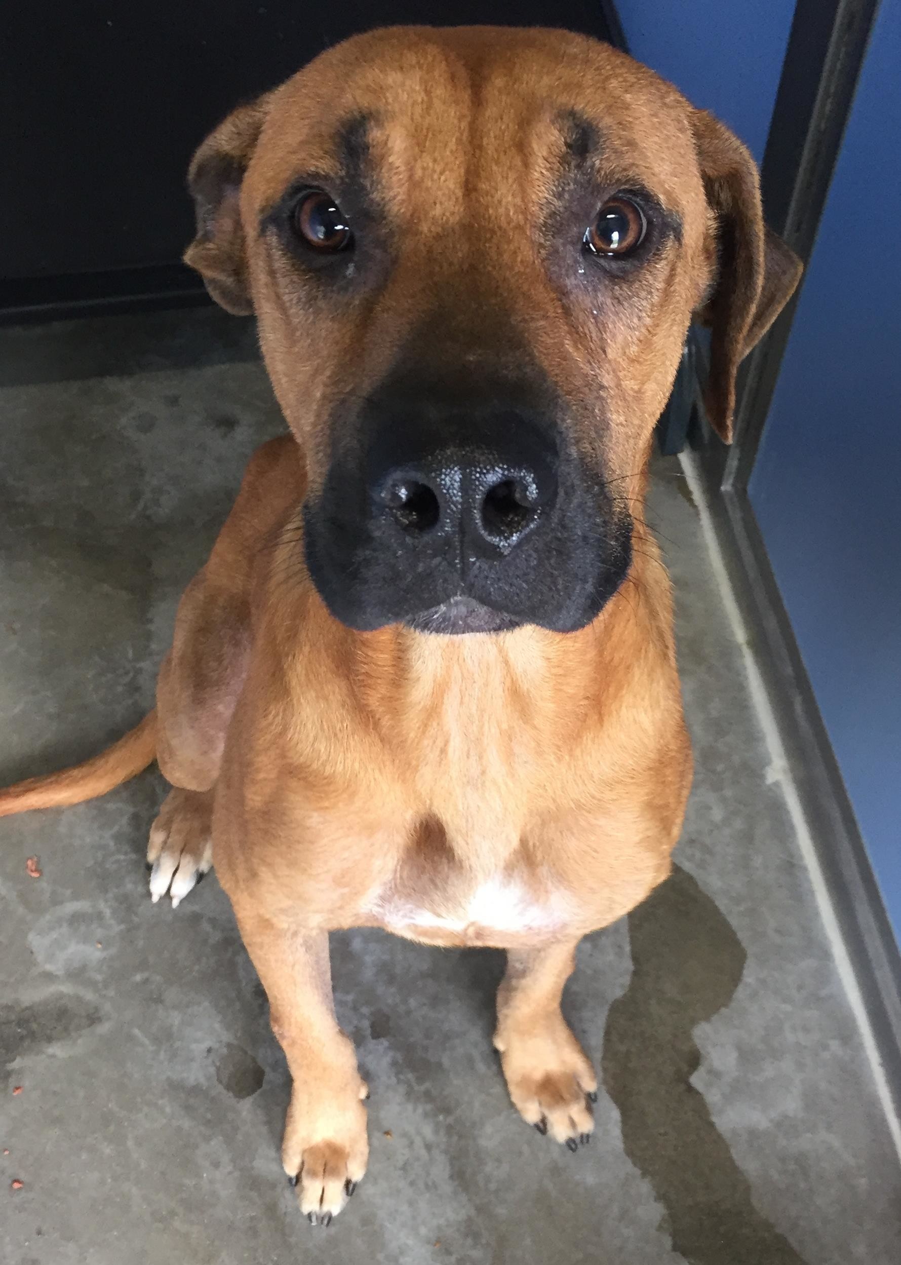 Brownie - Large Male Rhodesian Ridgeback x American Staffordshire Bull ...